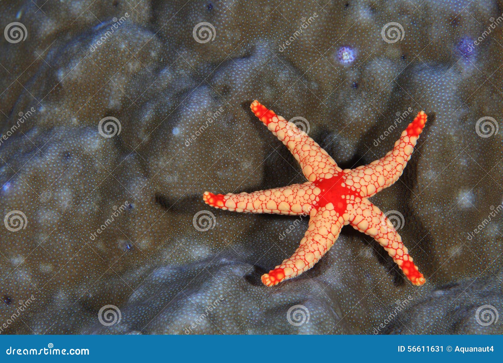 Sea star stock image. Image of asteroidea, ocean, adventure - 56611631