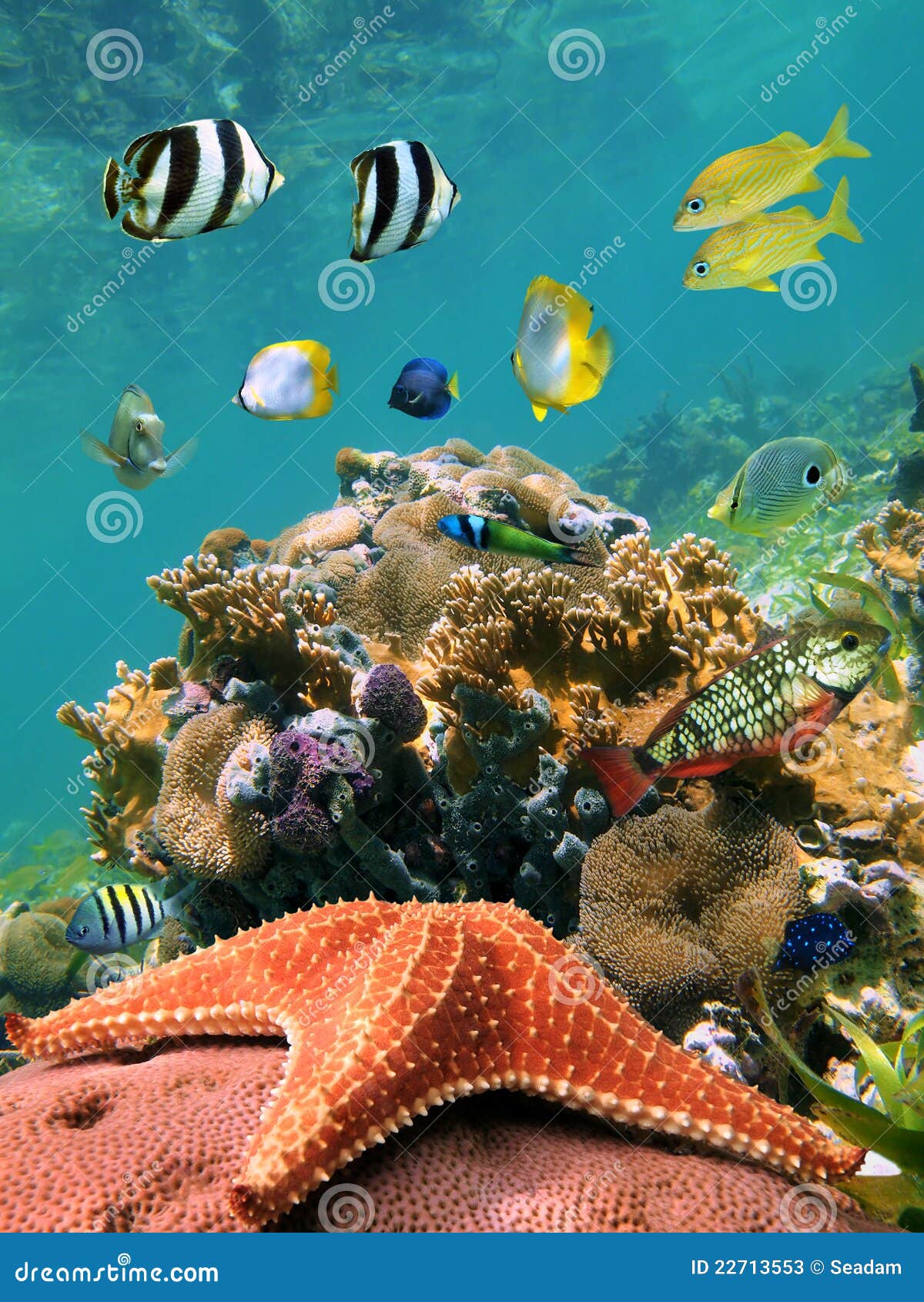 Sea-star and fish stock image. Image of bahamas, fish - 22713553