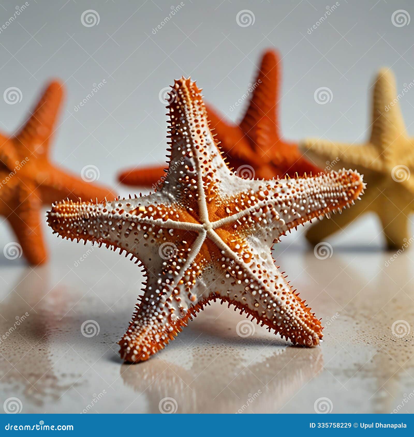 Starfish on a White Background Stock Illustration - Illustration of ...