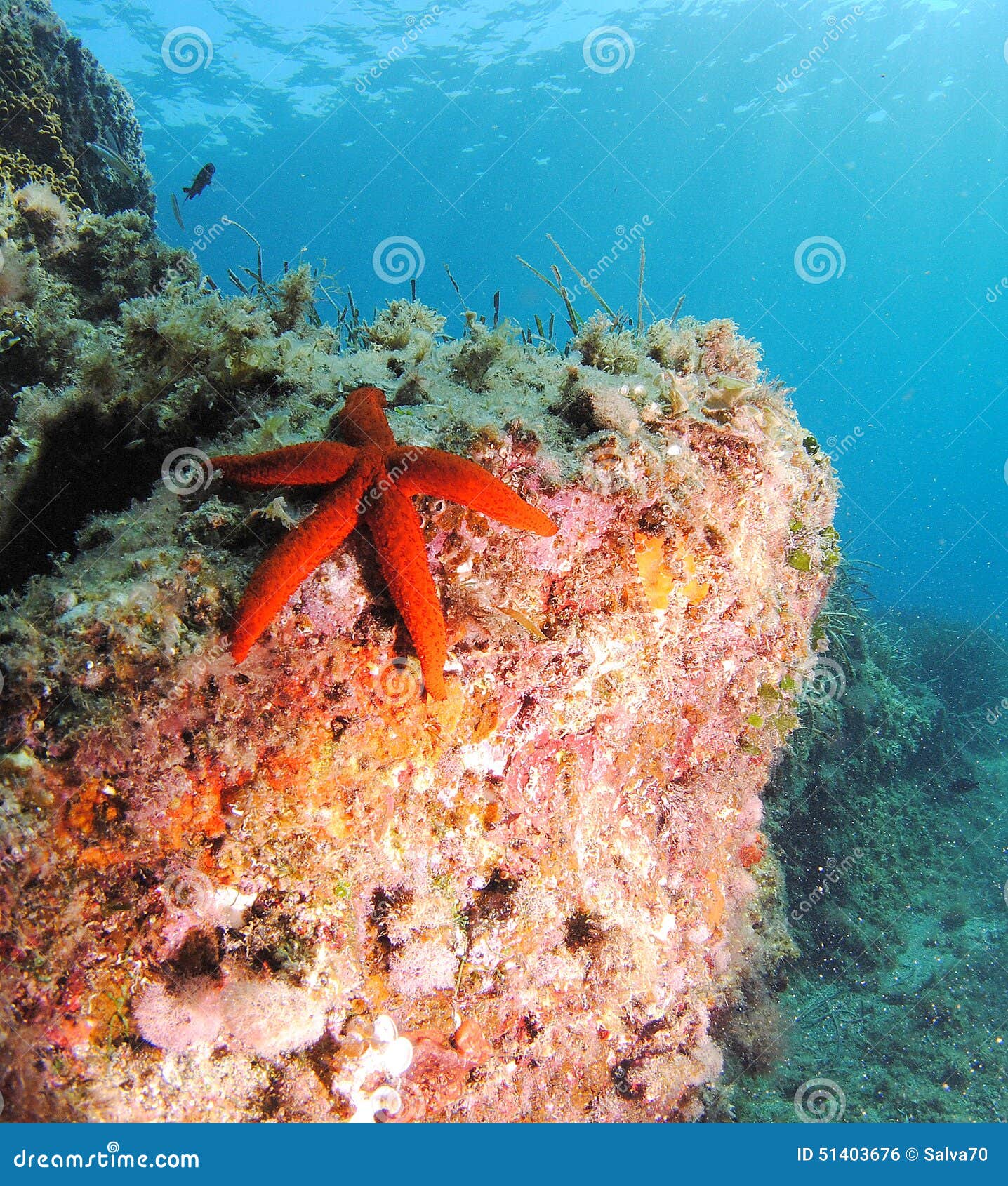 Sea star landscape stock photo. Image of biology, star - 51403676