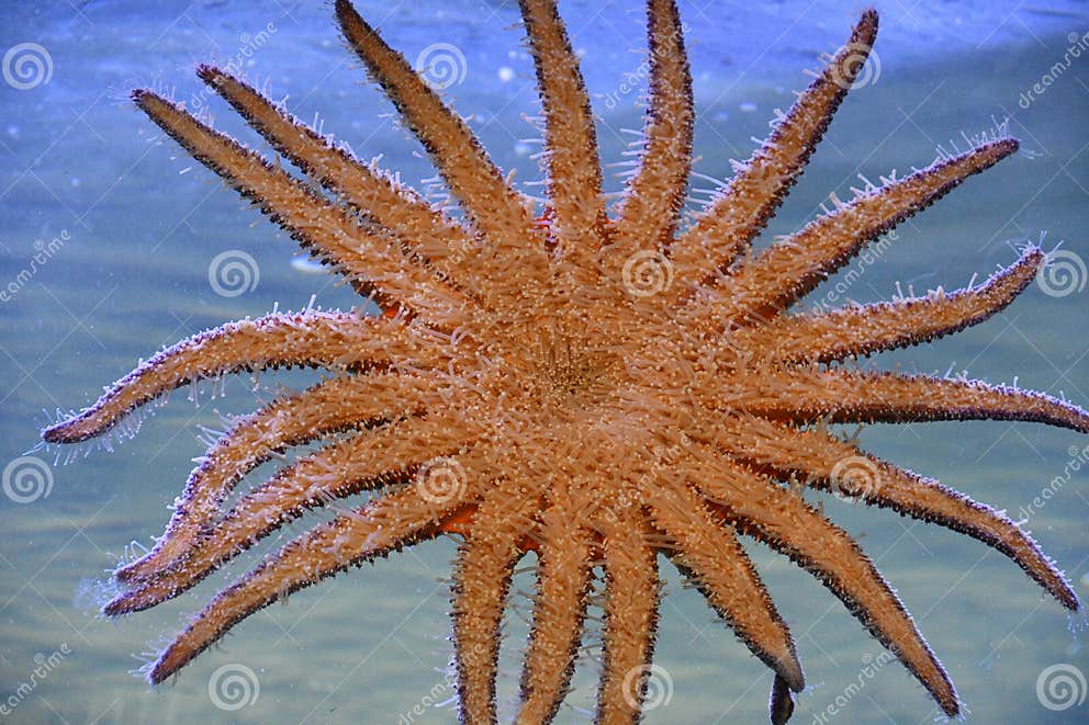 Sea Star stock photo. Image of colorful, coast, life - 335353496