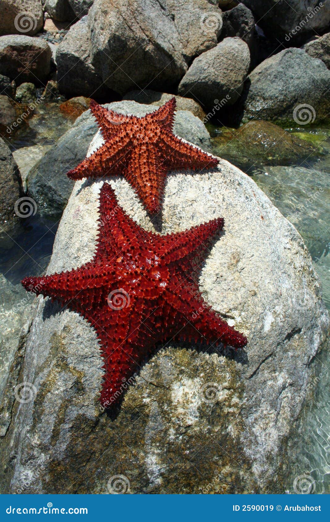 Sea Star on Rocks stock image. Image of shore, caribbean - 2590019