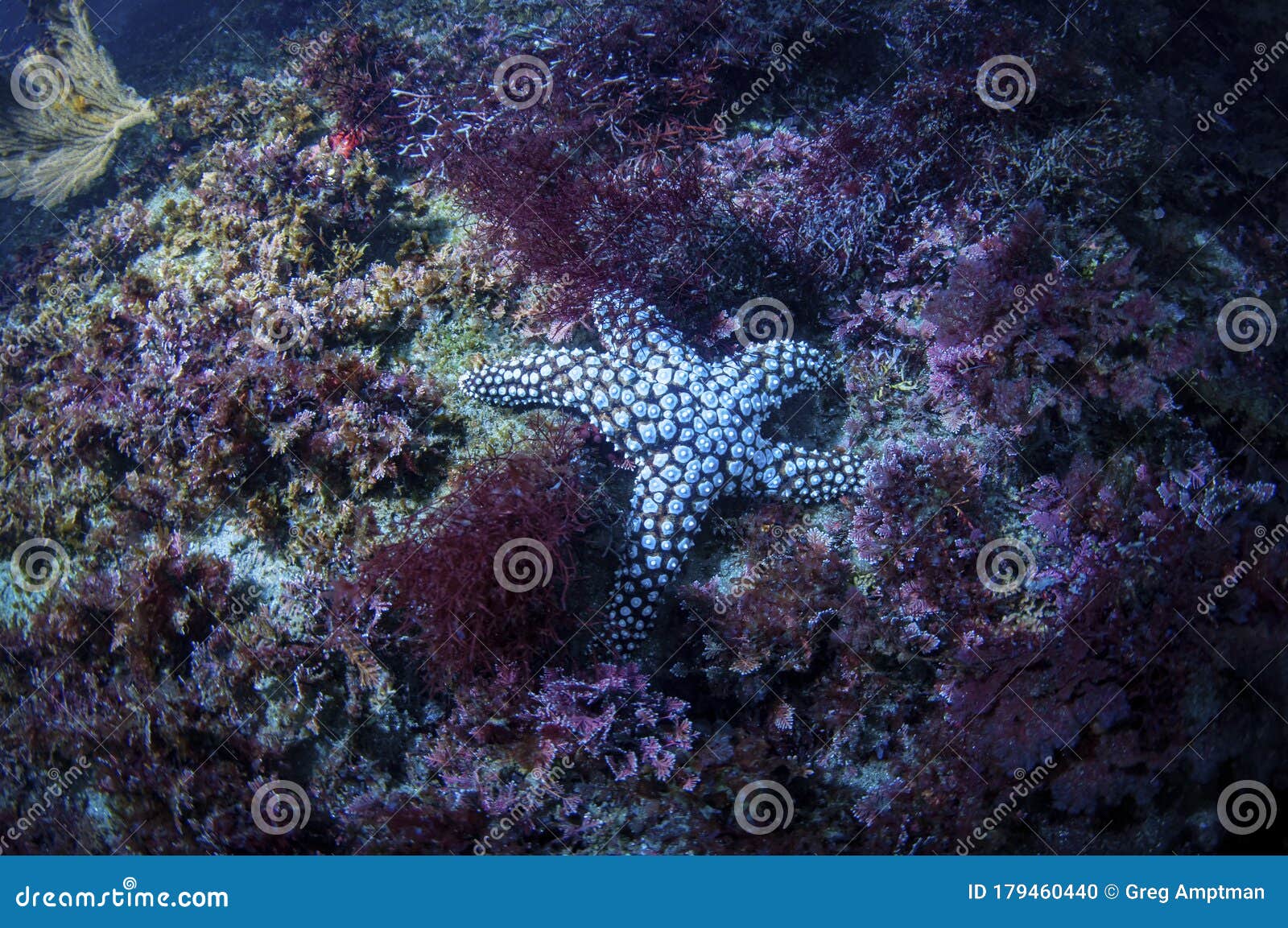 A sea star on a rocky reef stock photo. Image of animal - 179460440