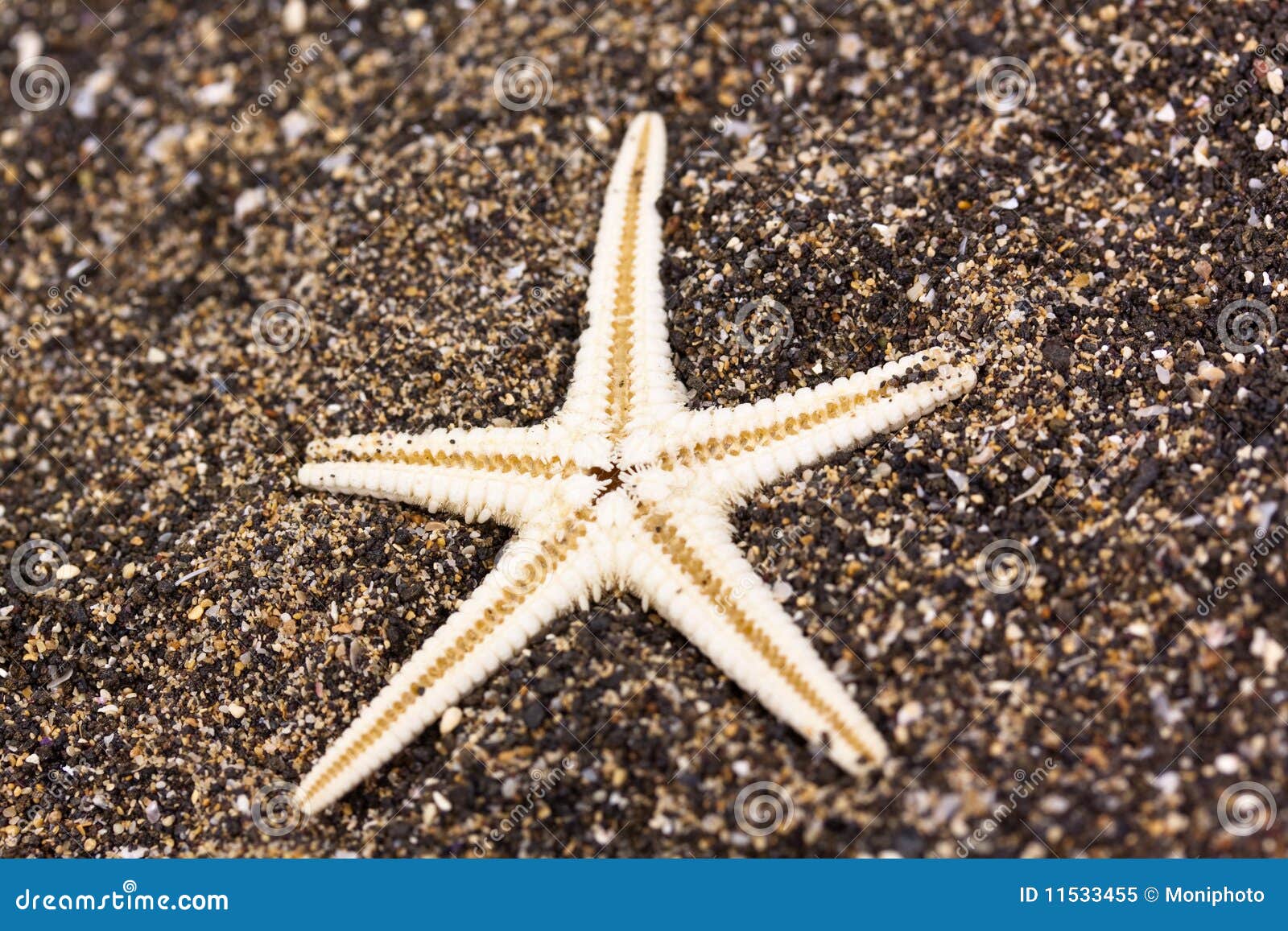Sea star in the sand stock image. Image of miami, fish - 11533455