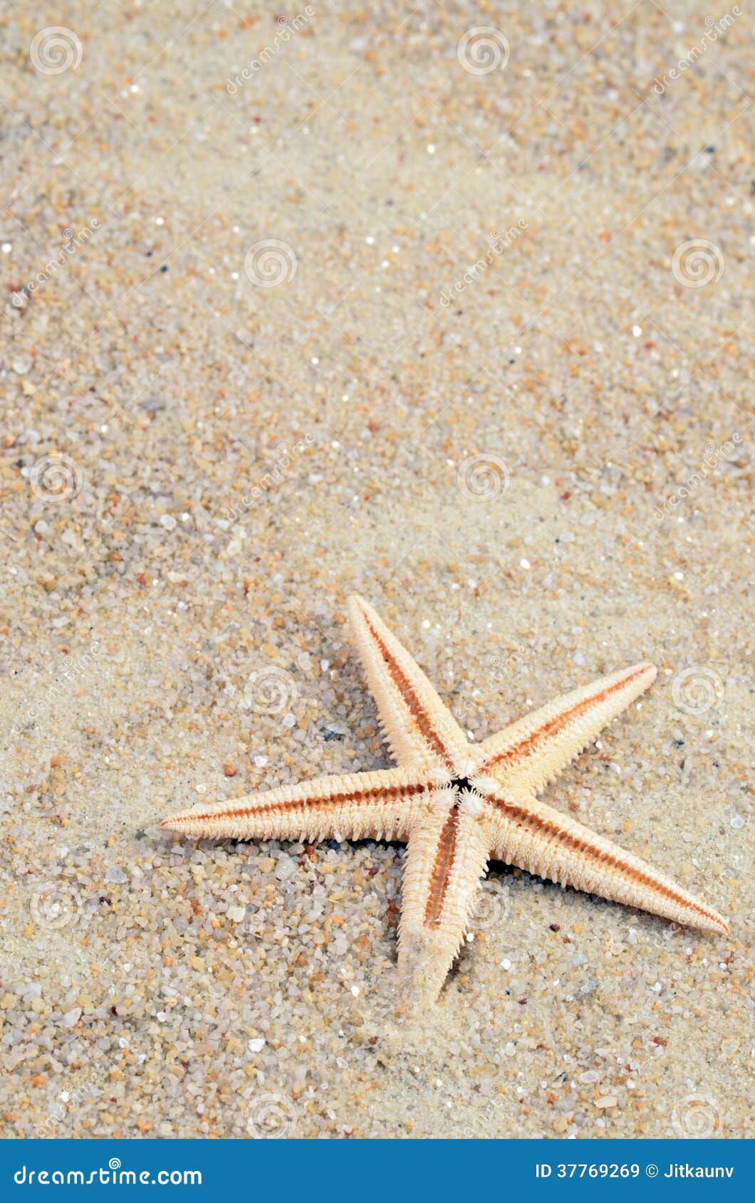 Sea star on sand stock image. Image of organism, nature - 37769269