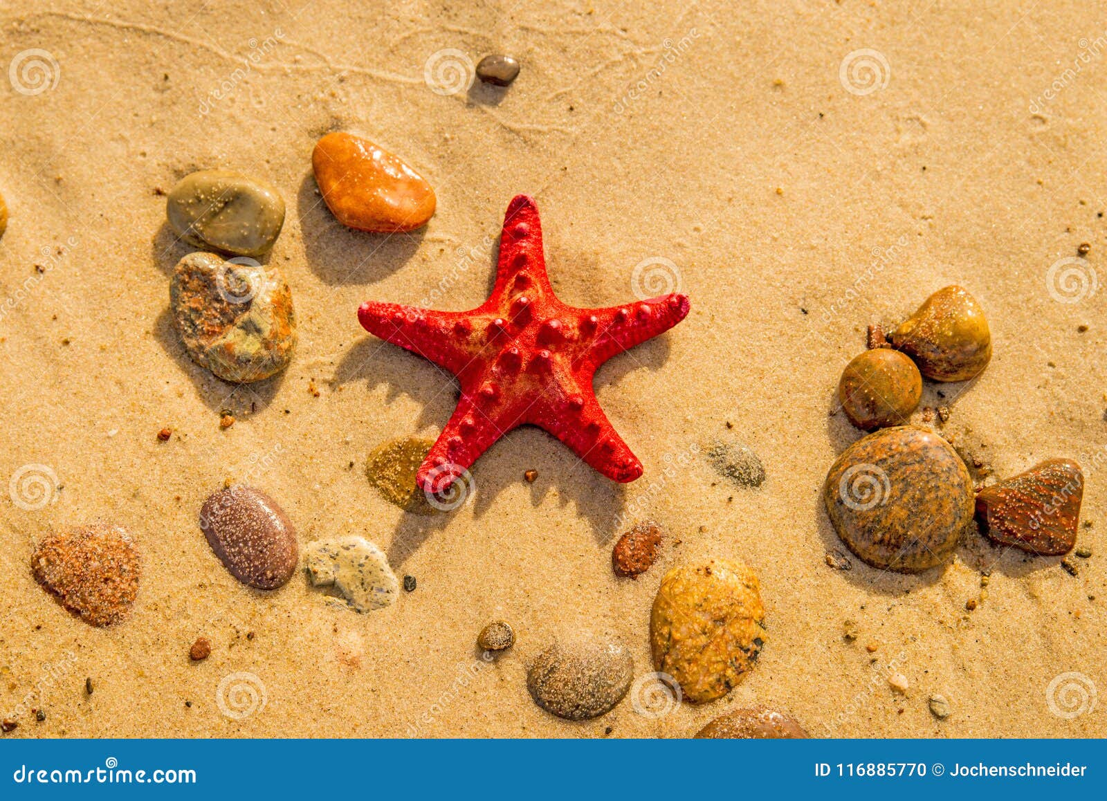 Sea star on a sandy beach stock photo. Image of summer - 116885770