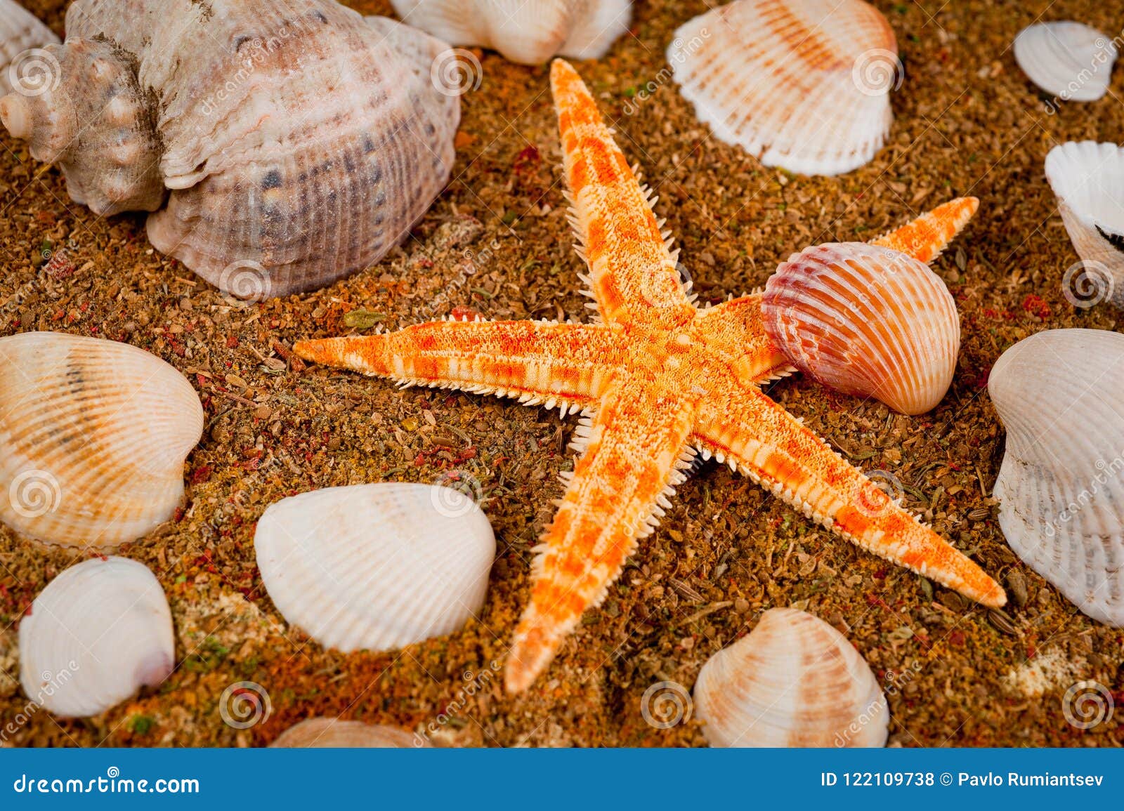 Sea Star and Seashells of Different Color and Size Shot Close-up Stock ...