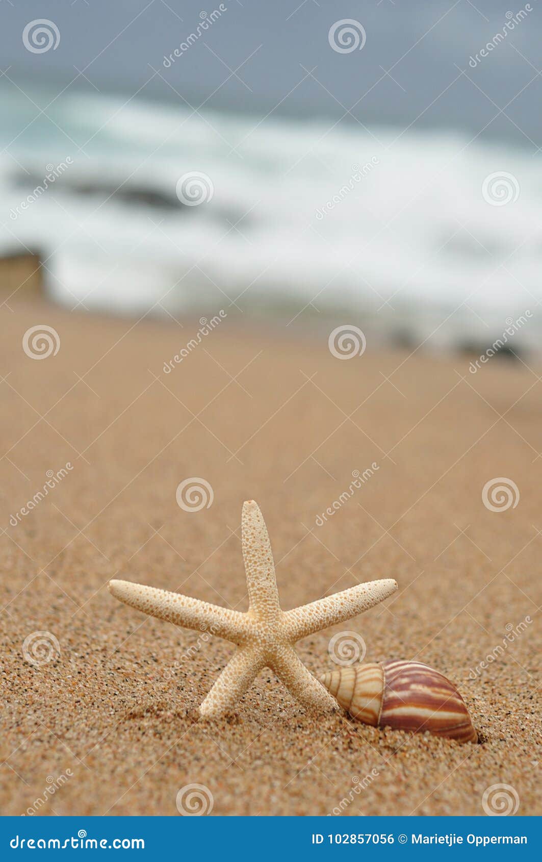 A Sea Star and a Shell on a Beach Stock Photo - Image of ocean ...