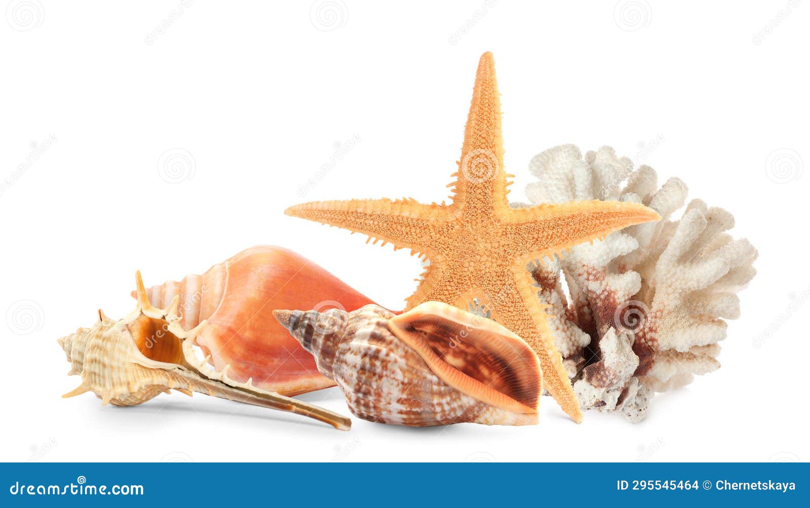 Sea Star, Shells and Coral Isolated on White Stock Photo - Image of ...