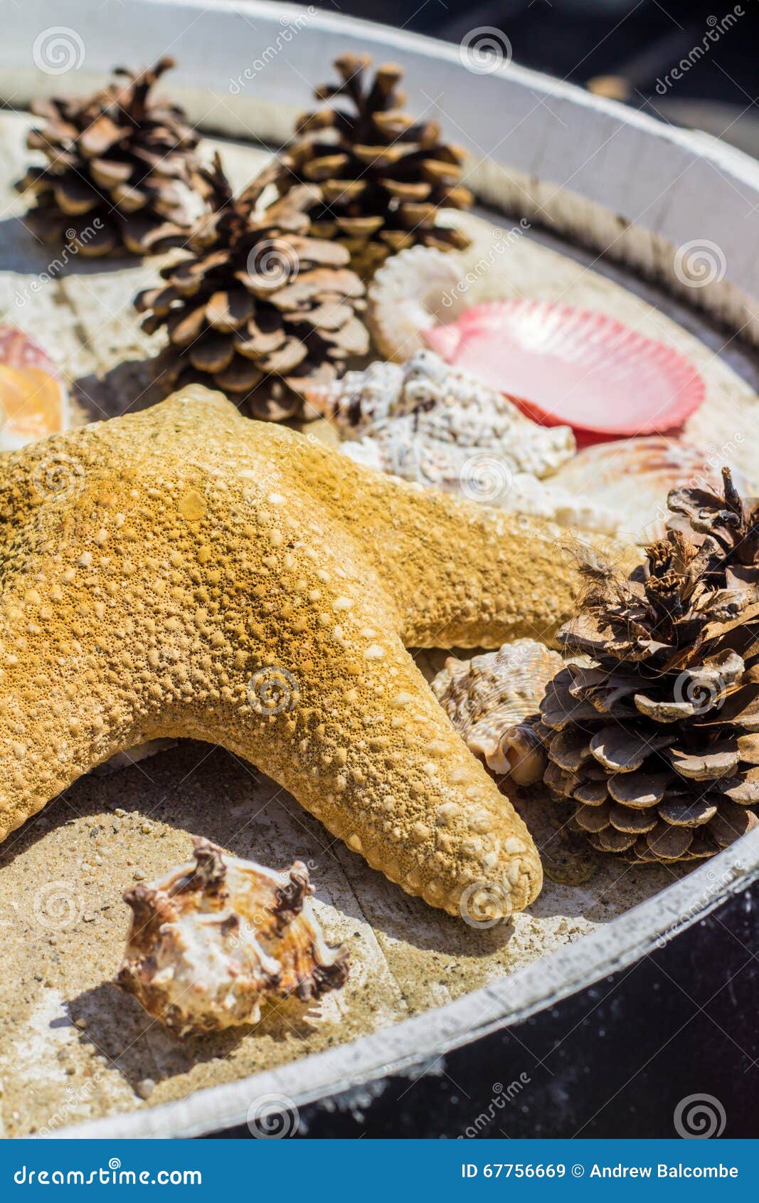 Sea Star Shells and Pine Cones in a Dish Stock Image - Image of life ...