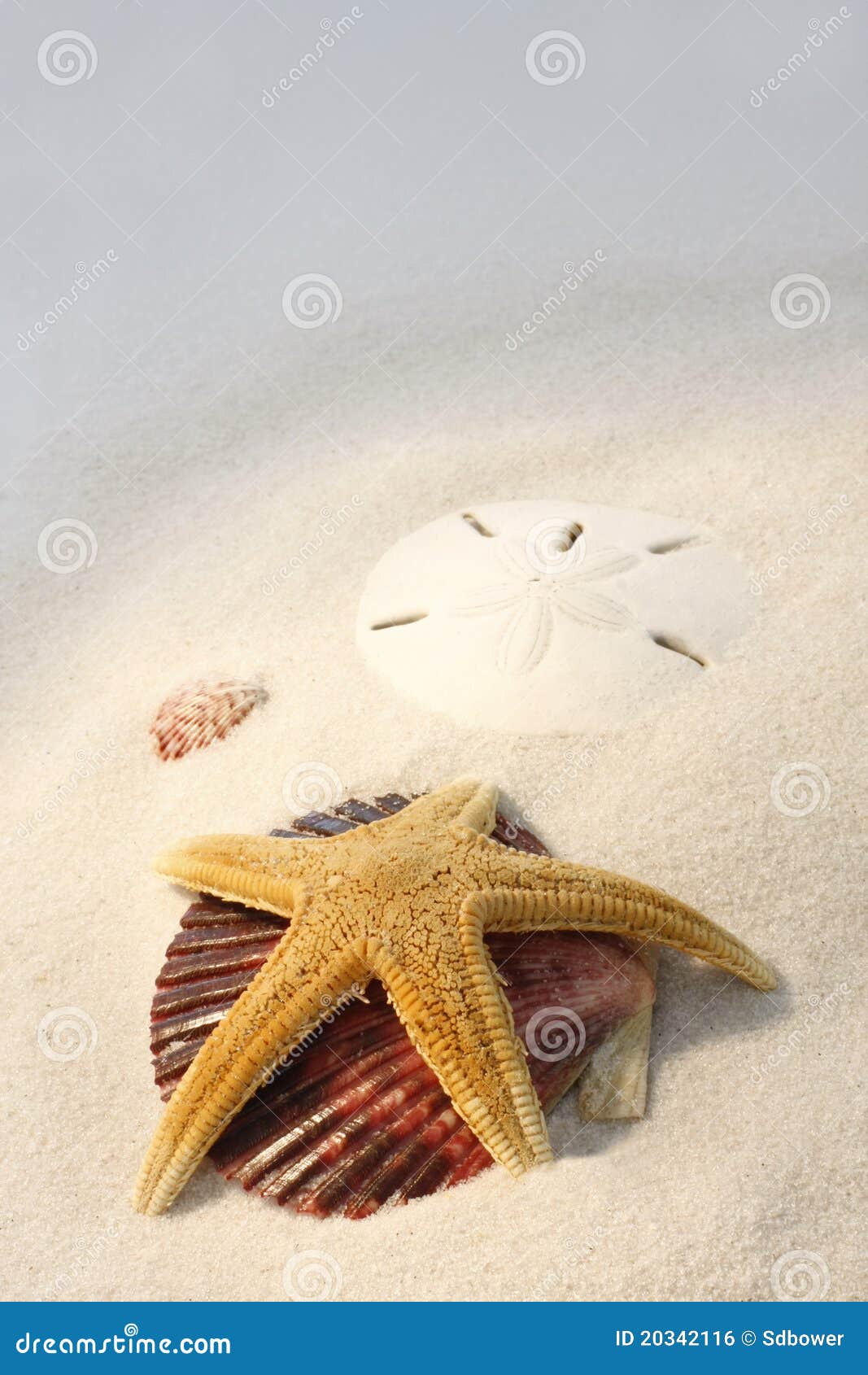 Sea Star, Shells and Sand Dollar on the Beach Stock Photo - Image of ...
