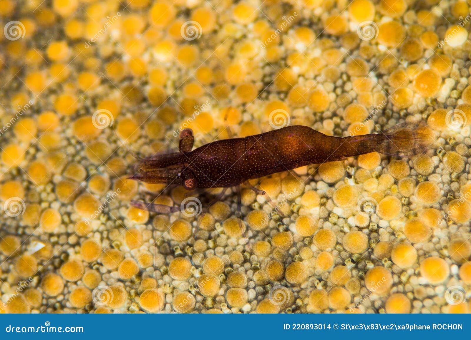Sea star shrimp stock photo. Image of reef, scuba, periclimenes - 220893014