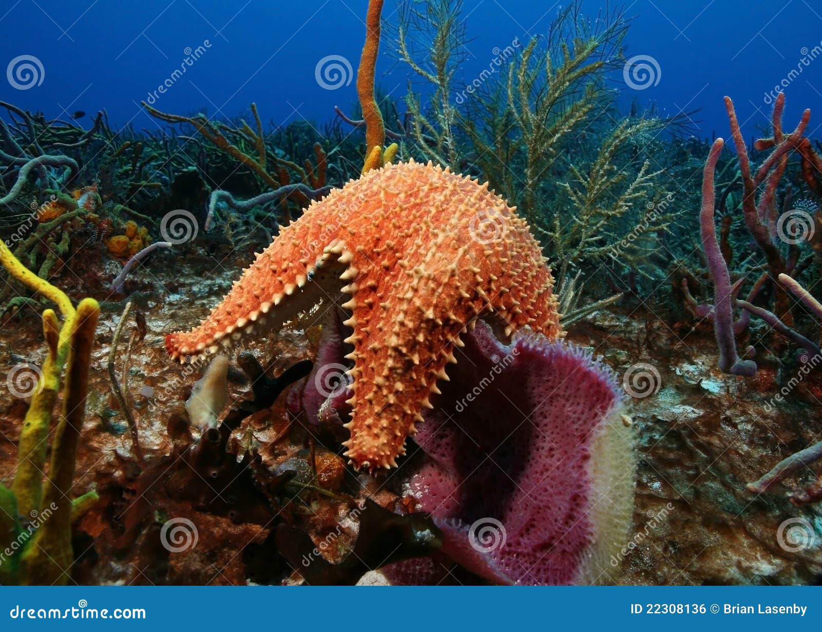Sea Star and Sponge - Cozumel, Mexico Stock Photo - Image of echinoderm ...