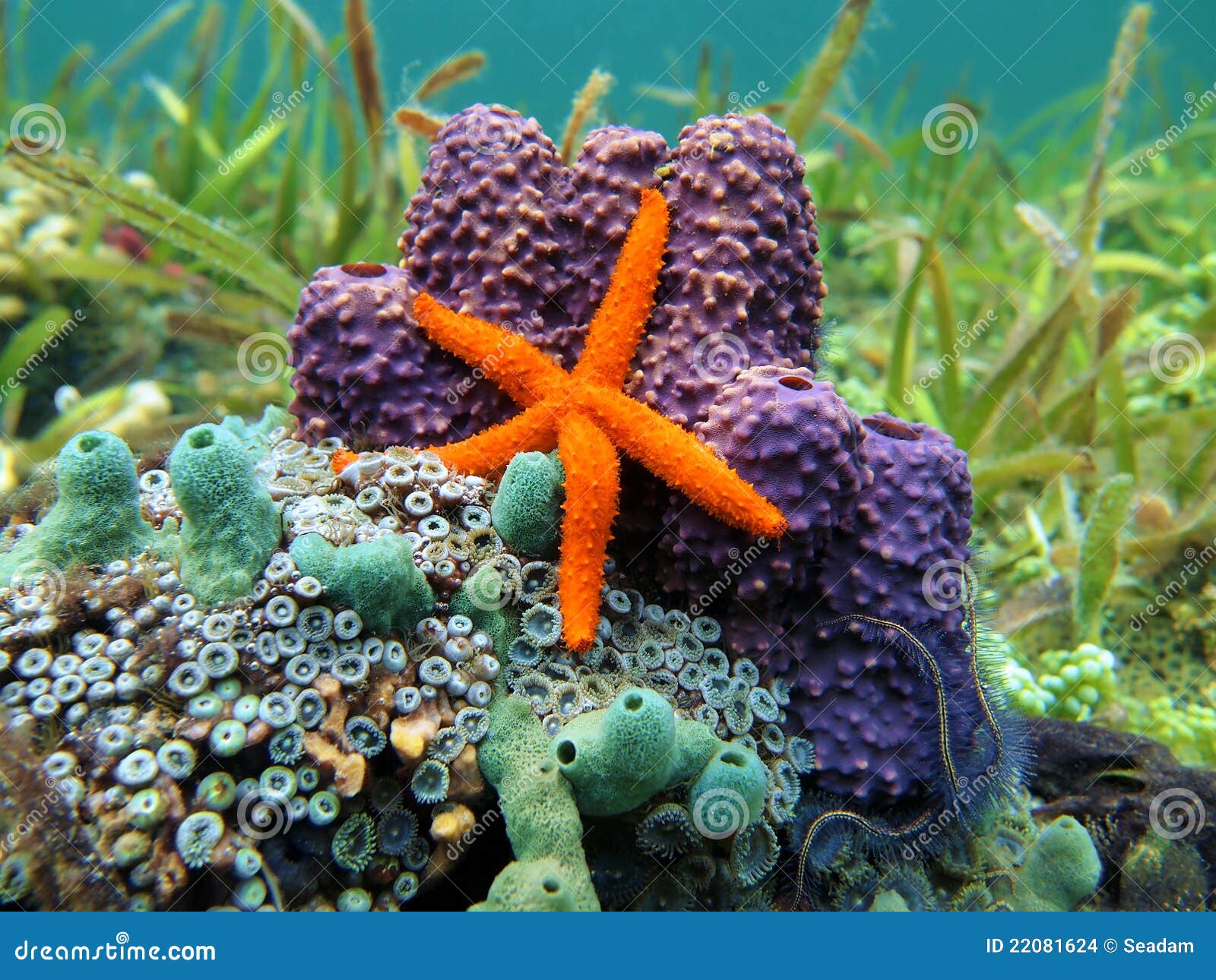 Sea star and sponges stock photo. Image of purple, central - 22081624
