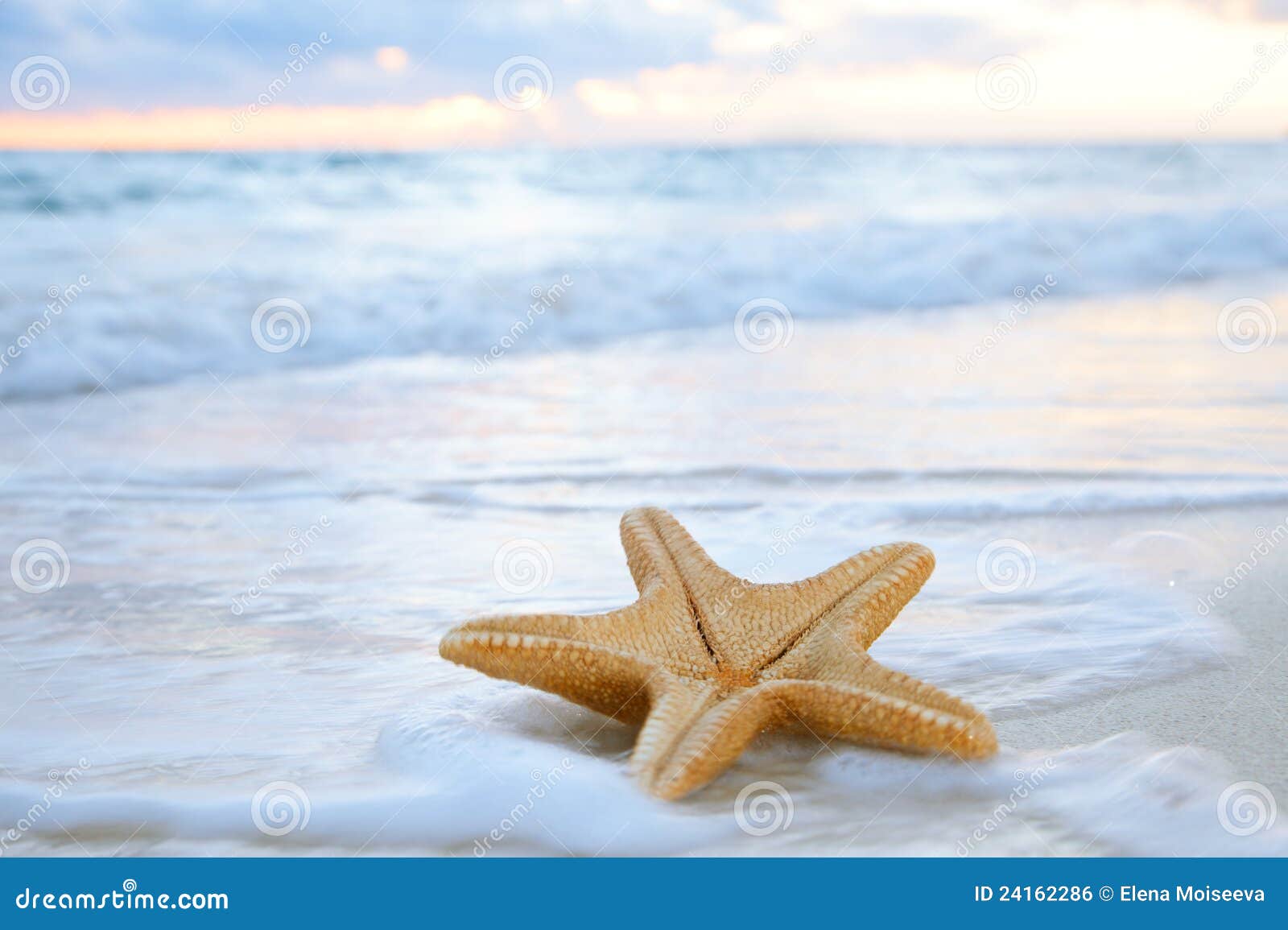 Sea Star Starfish on Beach, Blue Sea Stock Photo - Image of object ...