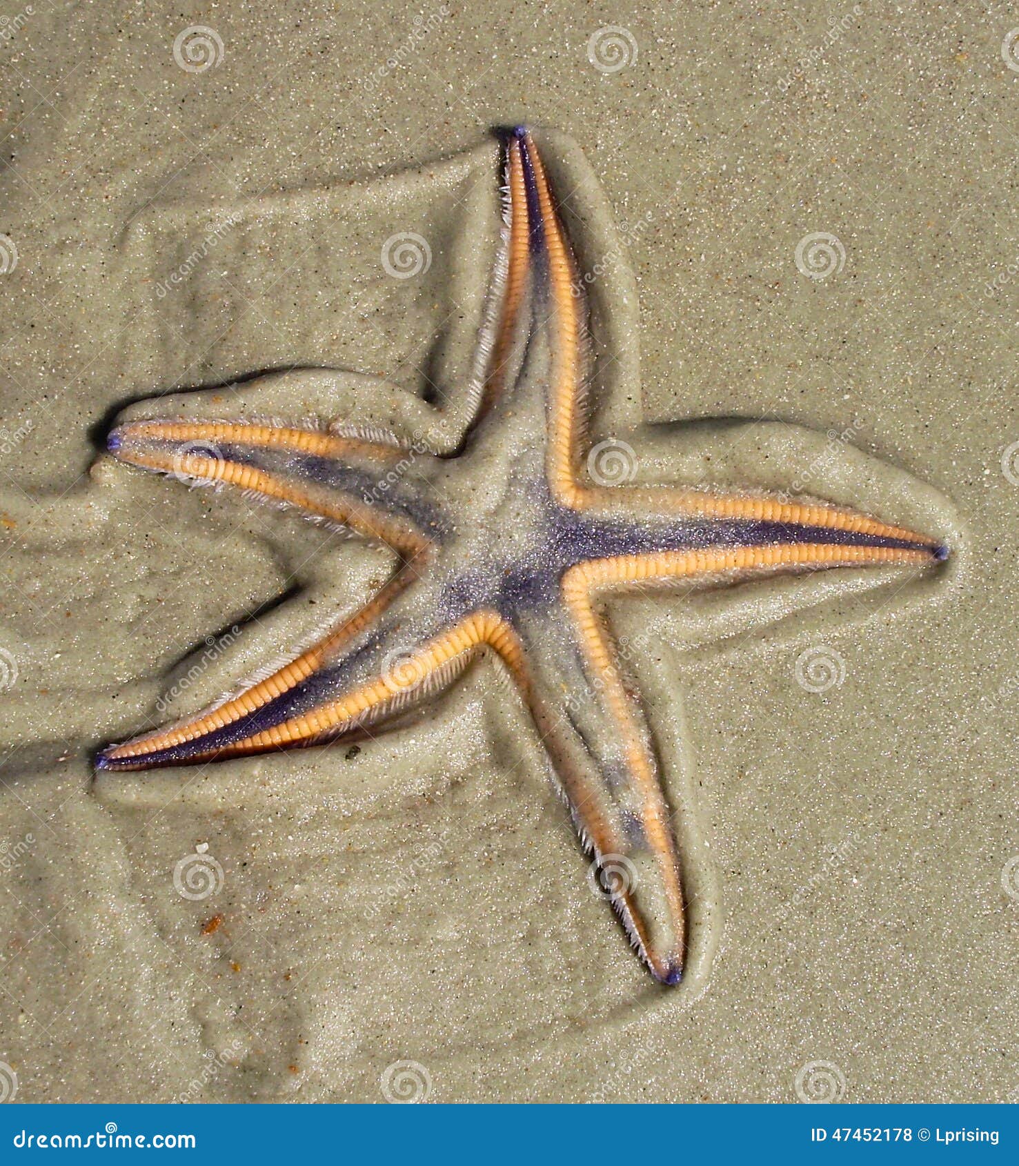 Sea star stock photo. Image of sand, beach, starfish - 47452178