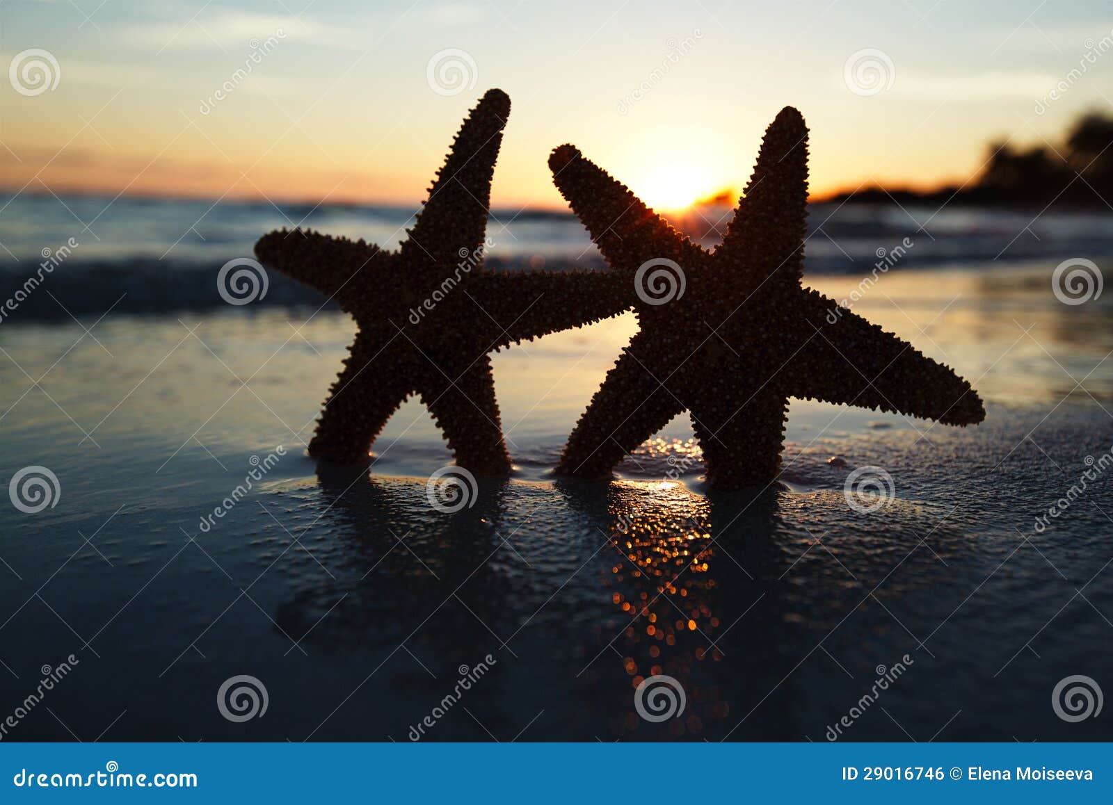 Bat Star Starfish Asterina Miniata Royalty-Free Stock Photography ...