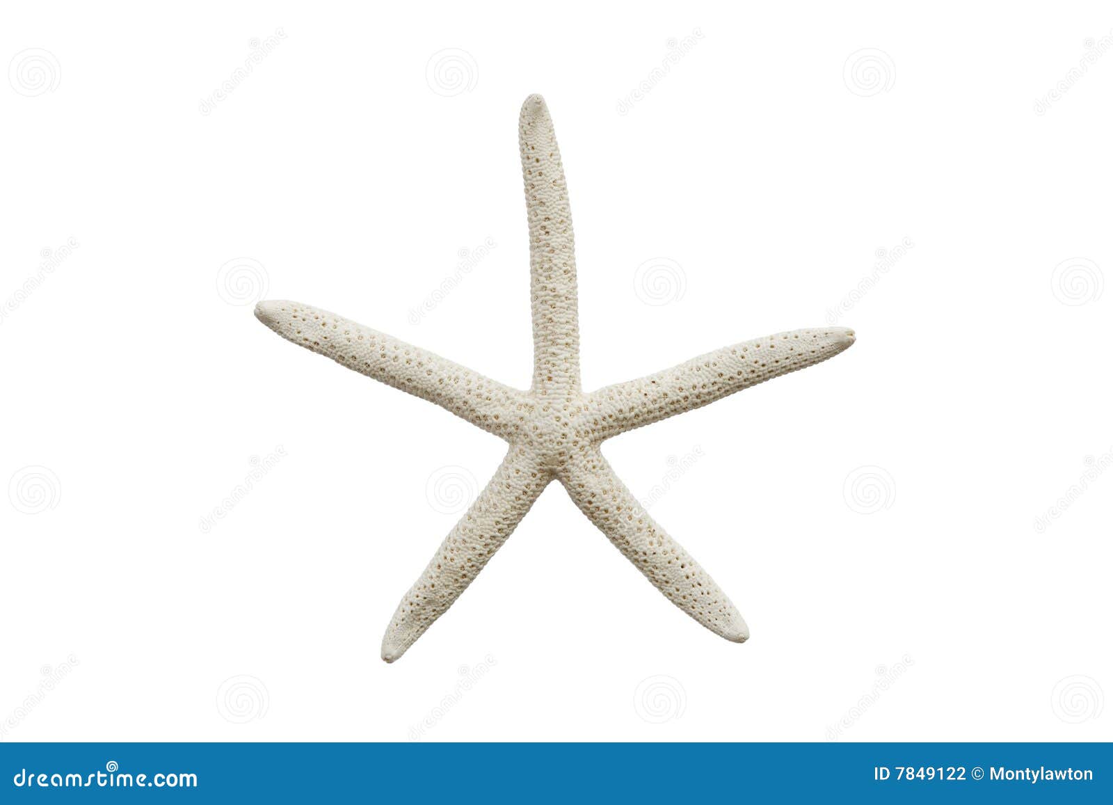 Sea Star or Starfish White on White Stock Photo - Image of background ...