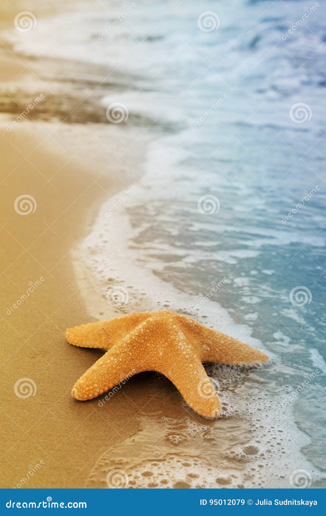 Sea Star or Starfish on Yellow Sandy Shore after the Tide. Stock Image ...