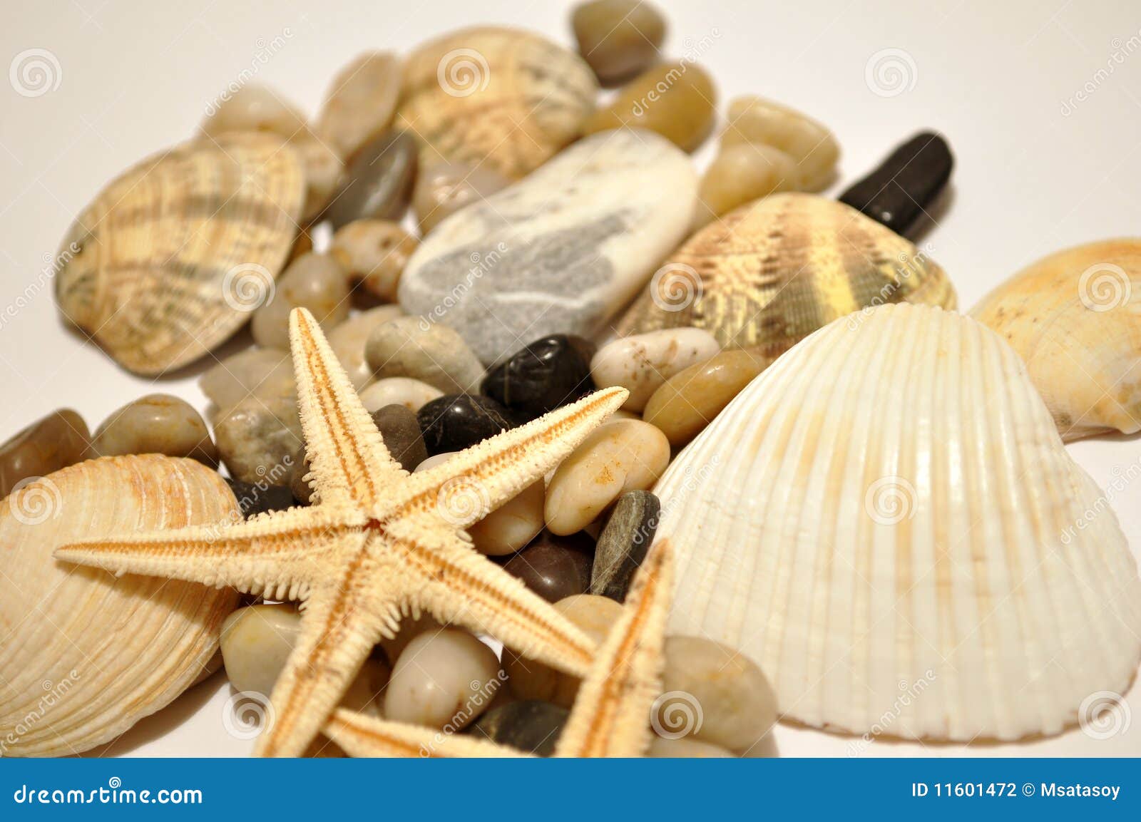 Sea Star, Stones and Sea Shells Stock Photo - Image of coastline ...