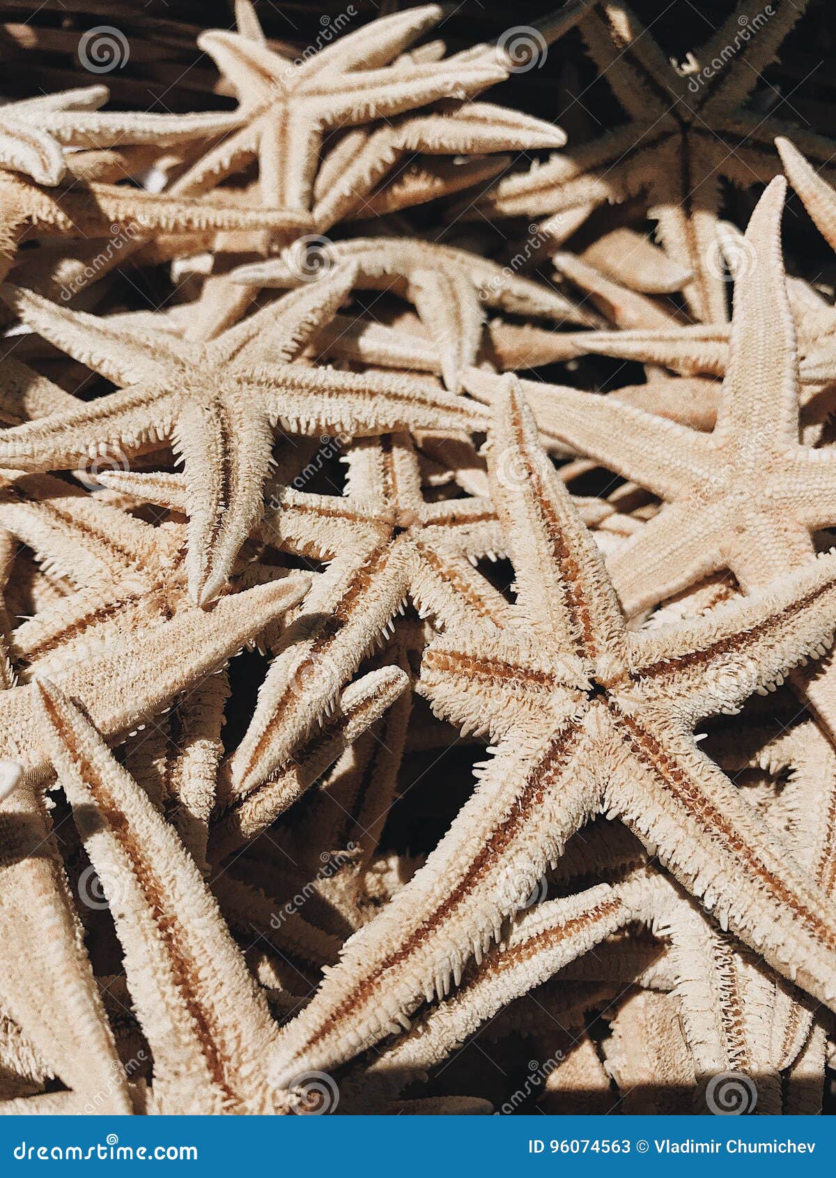 Sea star textures stock image. Image of macro, shop, underwater - 96074563