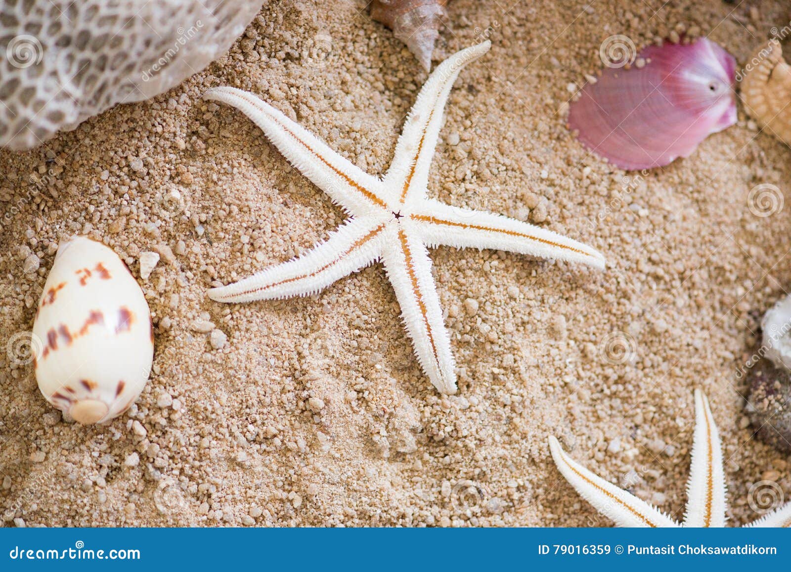 Sea star stock image. Image of shore, colorful, sand - 79016359