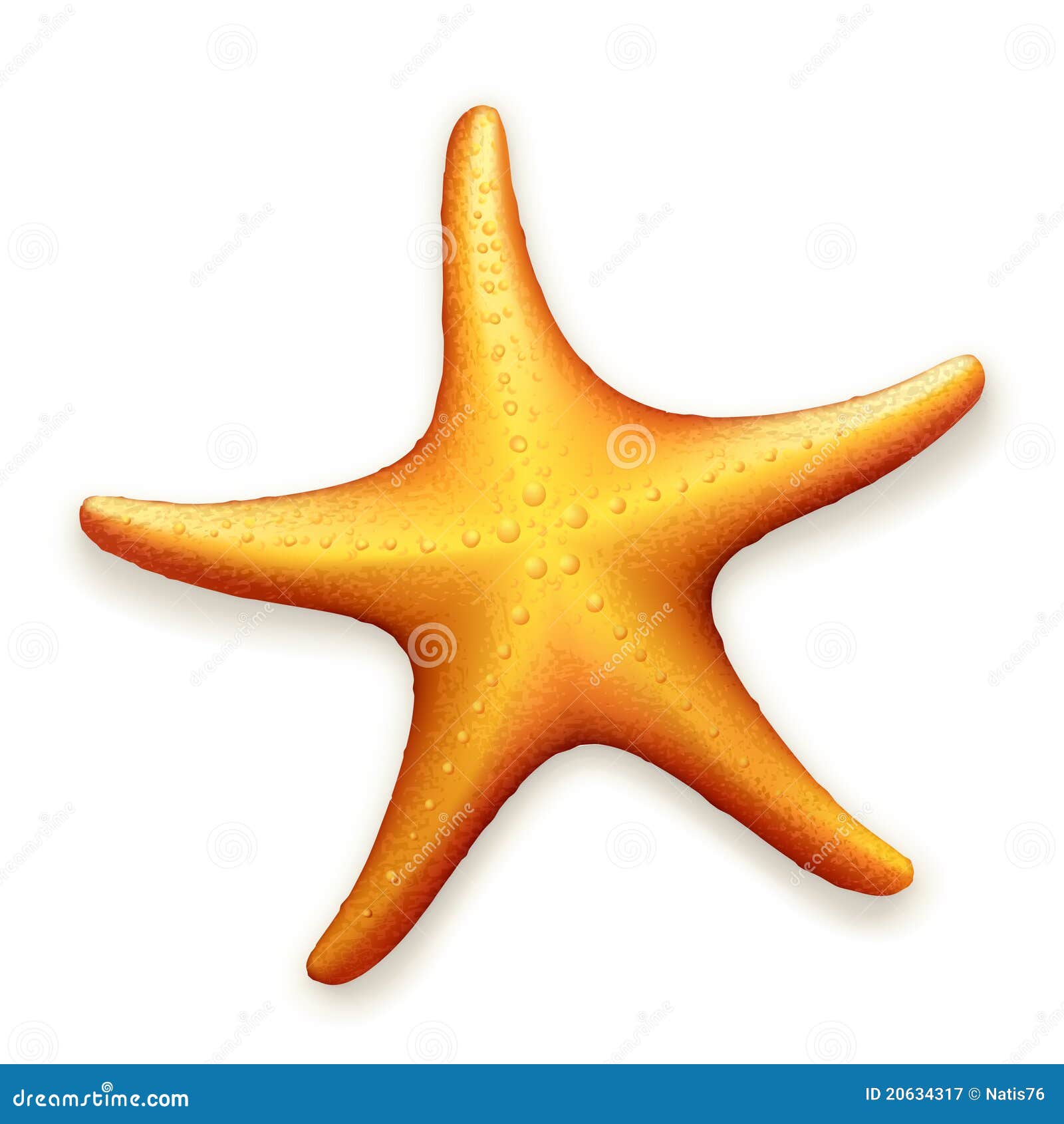 Sea Starfish stock vector. Illustration of animal, invertebrate - 20634317