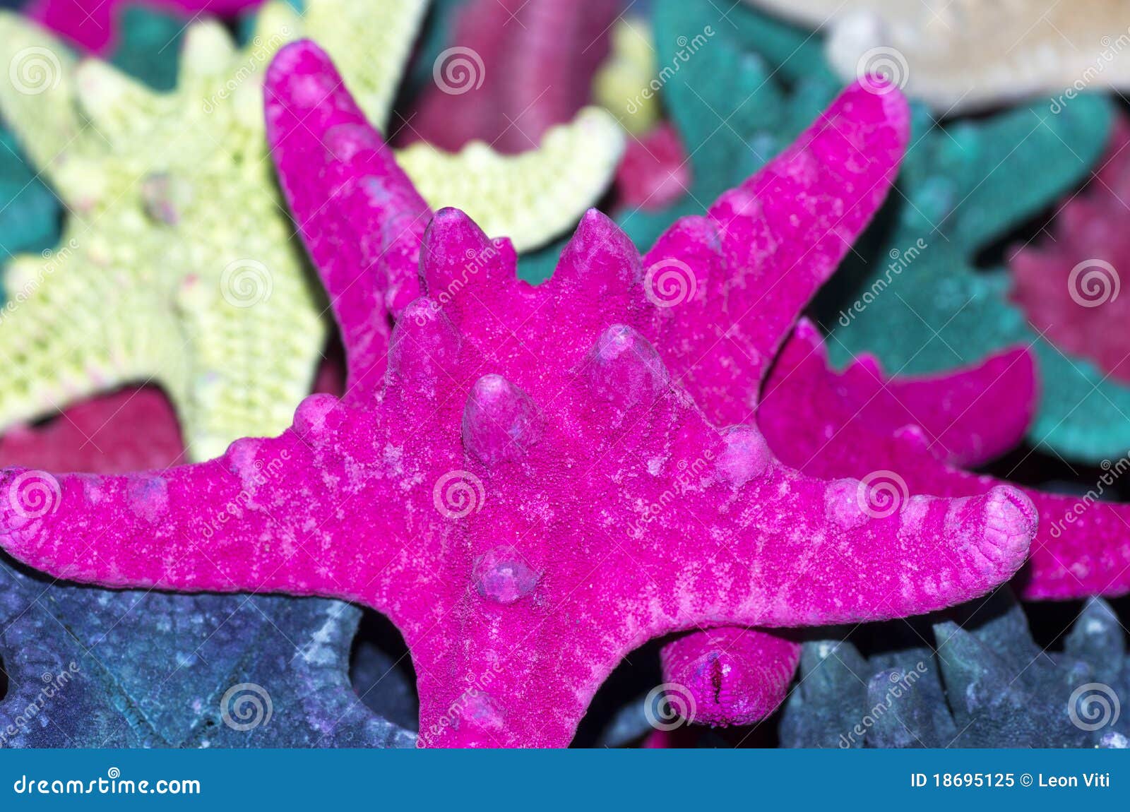 Sea stars stock image. Image of ocean, exotic, beach - 18695125