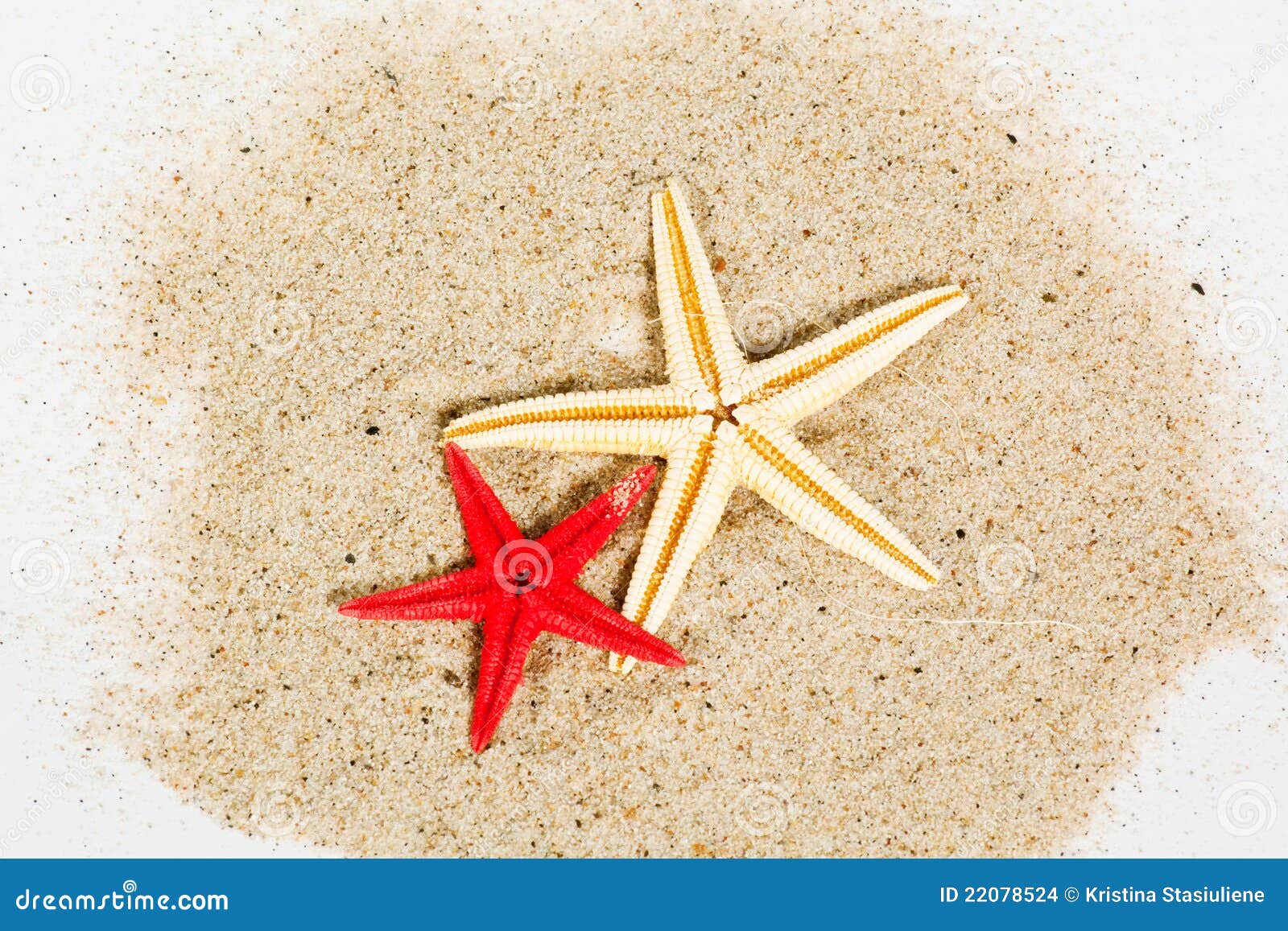 Sea stars stock photo. Image of seashore, shell, biology - 22078524