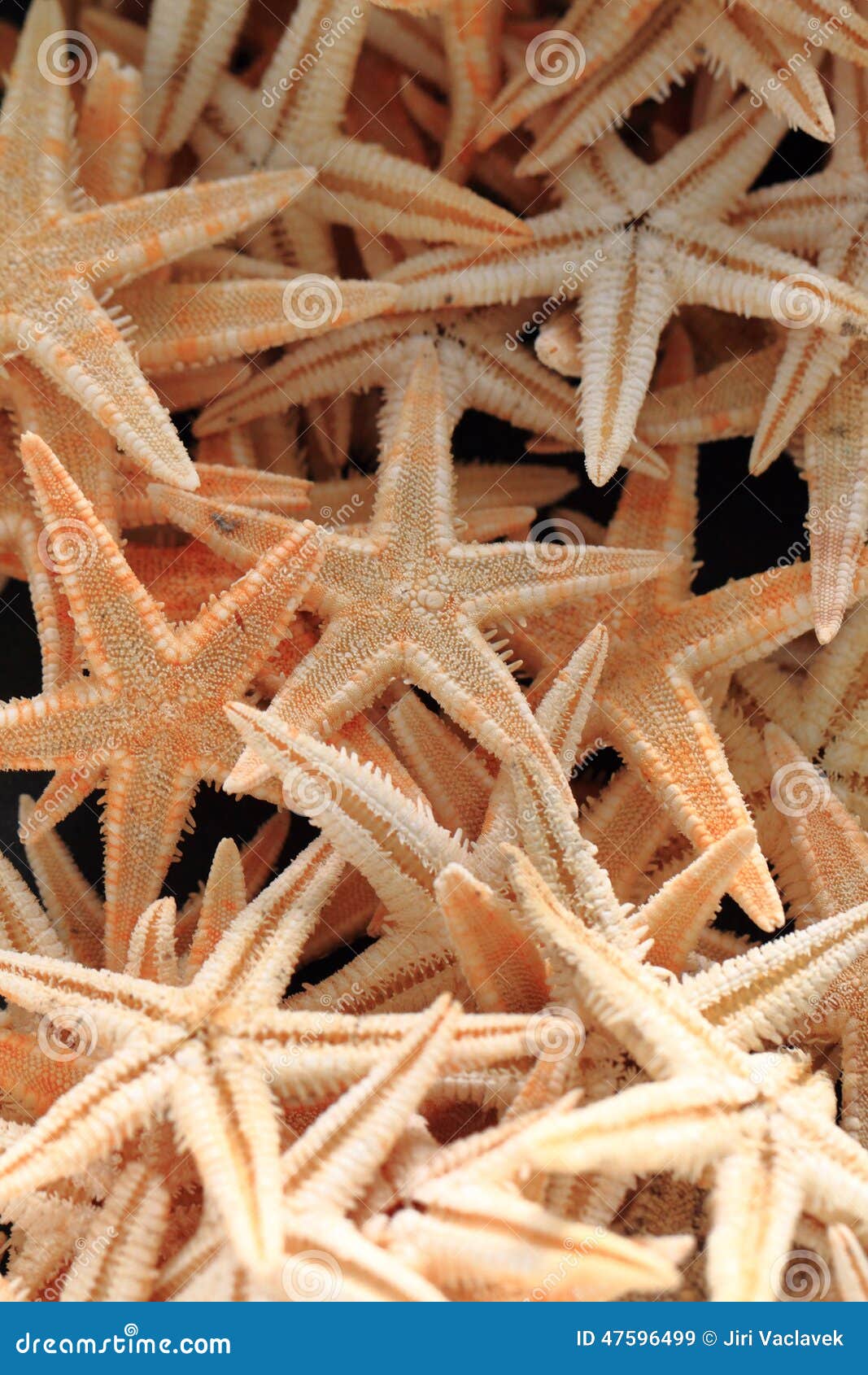 Sea stars background stock image. Image of white, shape - 47596499