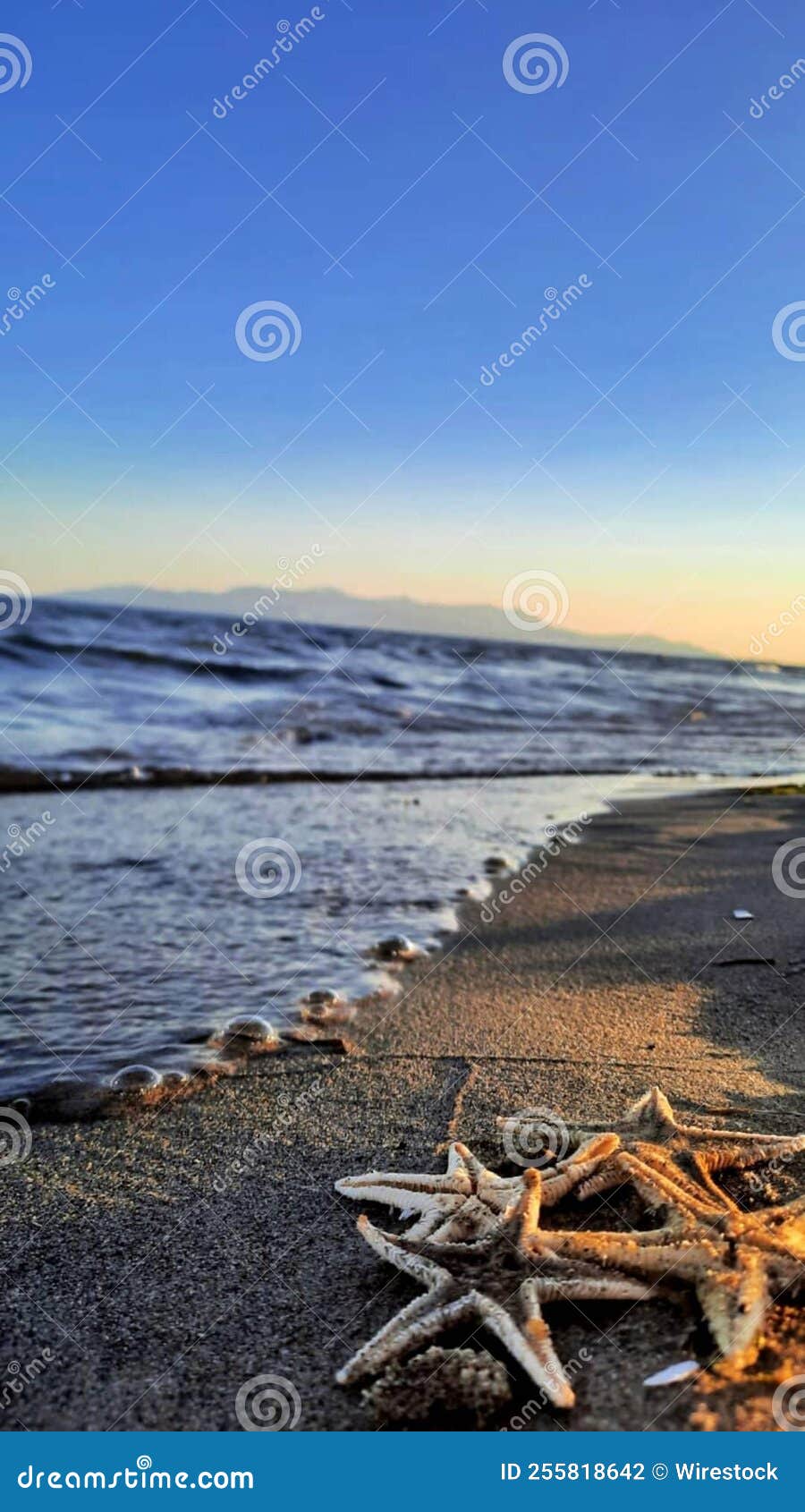 Sea stars on a beach stock photo. Image of ocean, beautiful - 255818642