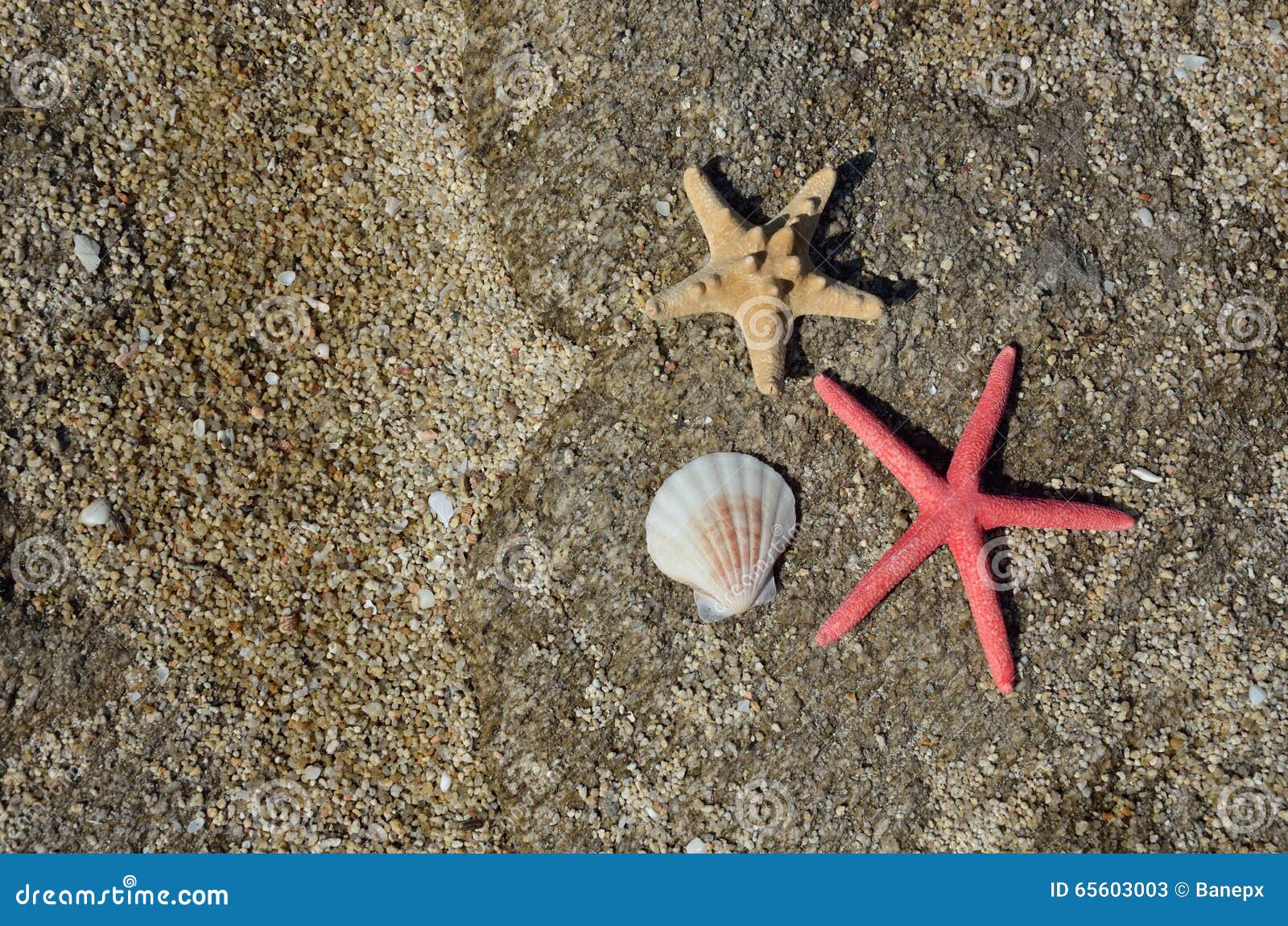 Sea Stars on Beach Sand stock image. Image of copy, seashore - 65603003