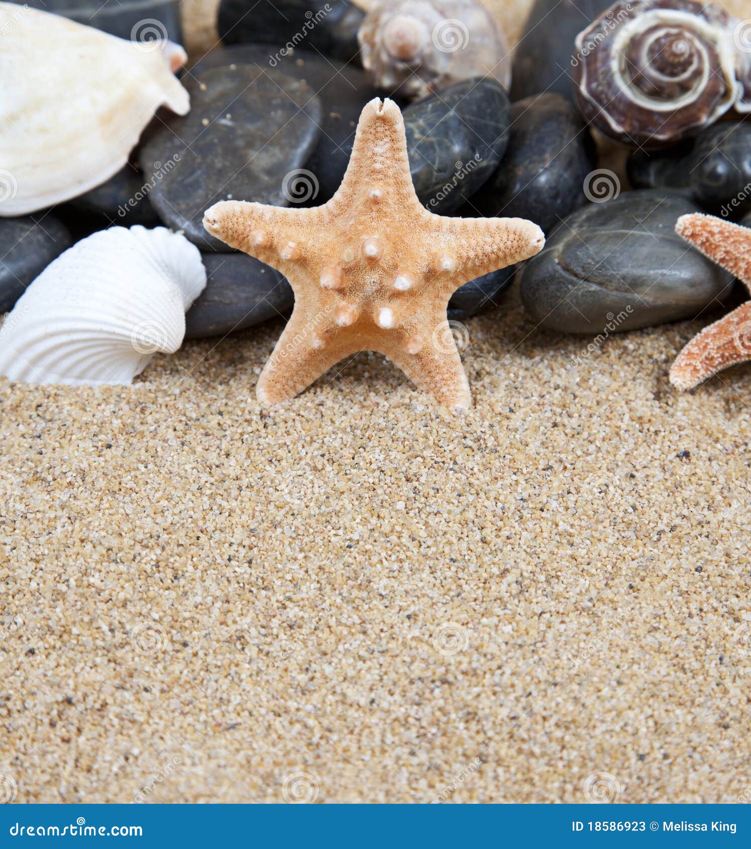 Sea Stars and Shells on Beach Stock Image - Image of echinoderm ...