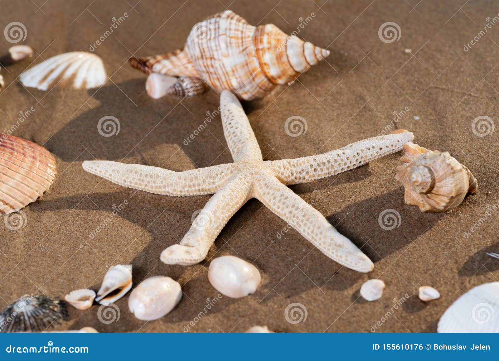 Sea Stars and Sea Shells on Wet Sand on the Beach at Sunrise Stock ...