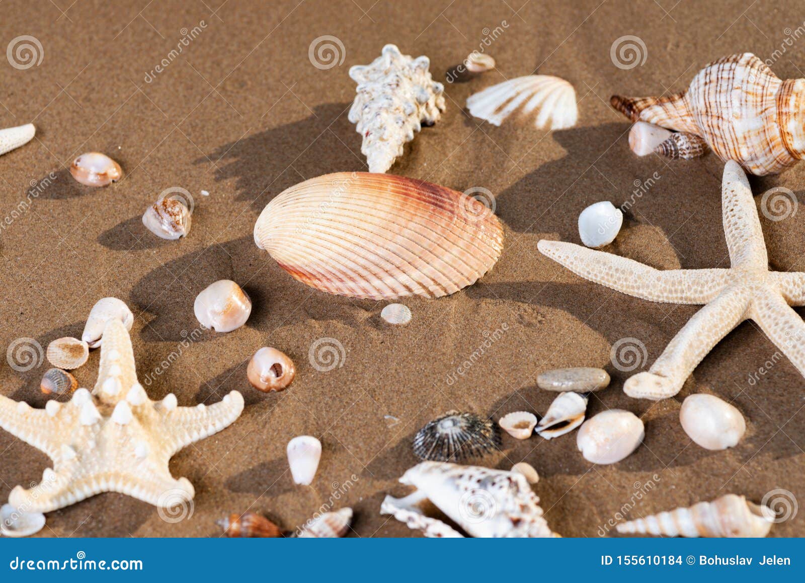 Sea Stars and Sea Shells on Wet Sand on the Beach at Sunrise Stock ...