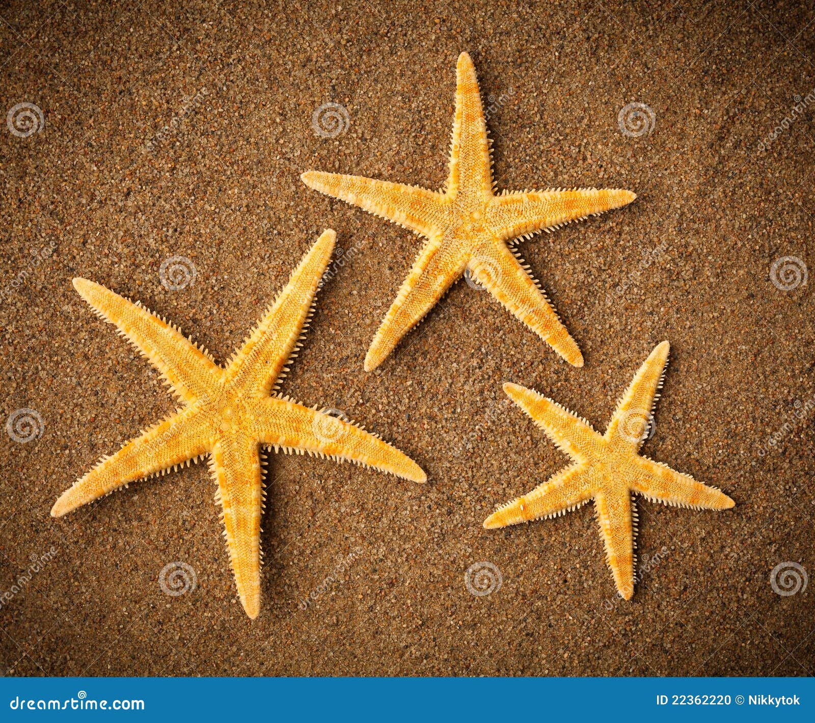 Sea Stars or Starfishes on the Beach Stock Photo - Image of holiday ...