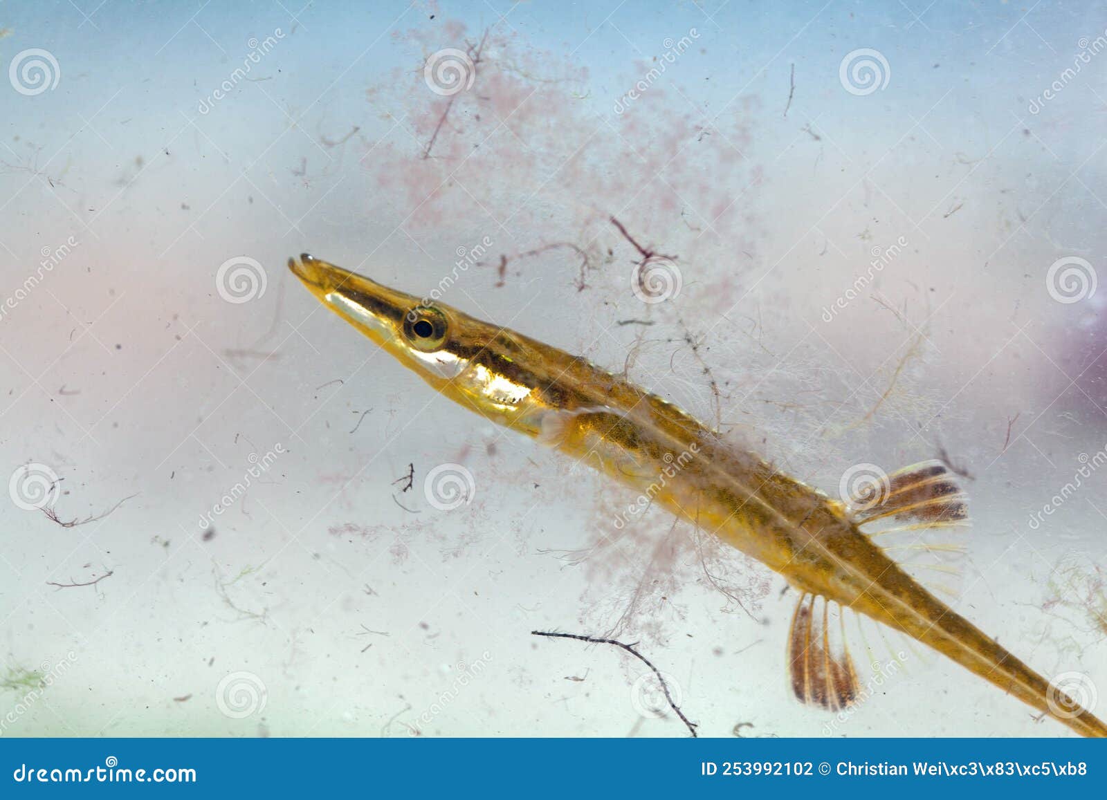 Fifteenspine Stickleback, Spinachia Spinachia. Flame Shell Point. Loch ...