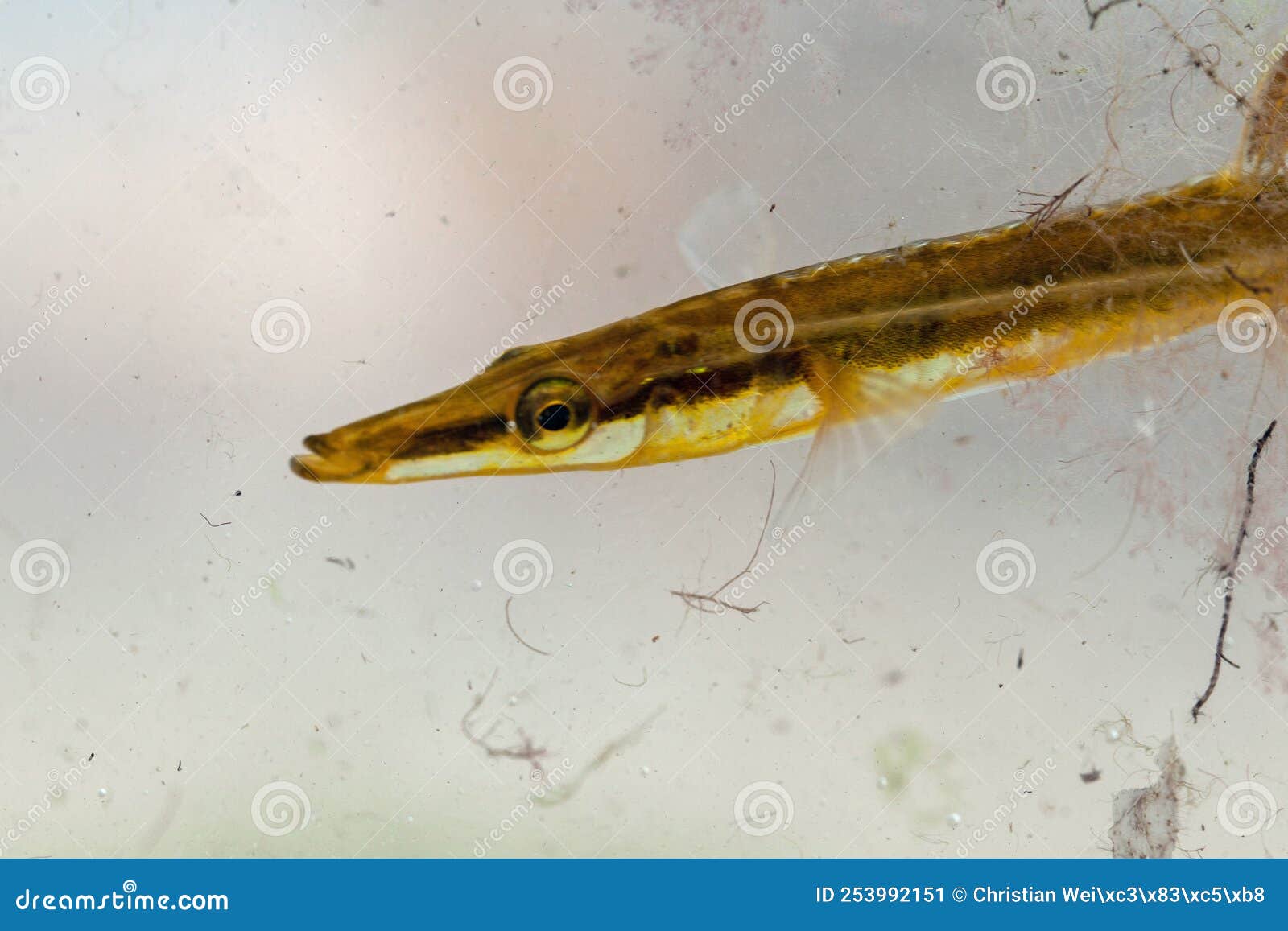 Sea Stickleback, Spinachia Spinachia Stock Image - Image of species ...