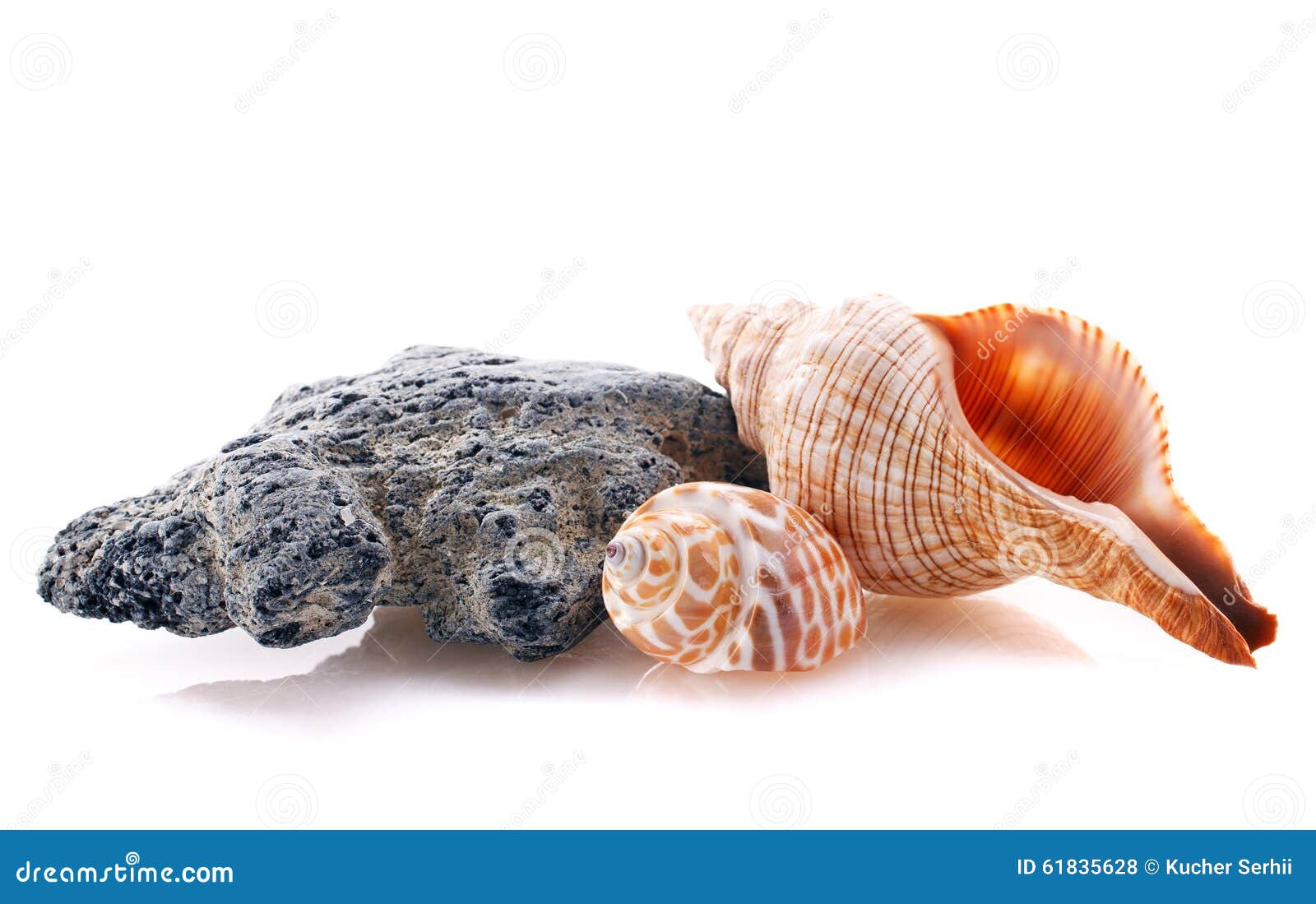 Sea Stone and shell stock photo. Image of textured, texture - 61835628