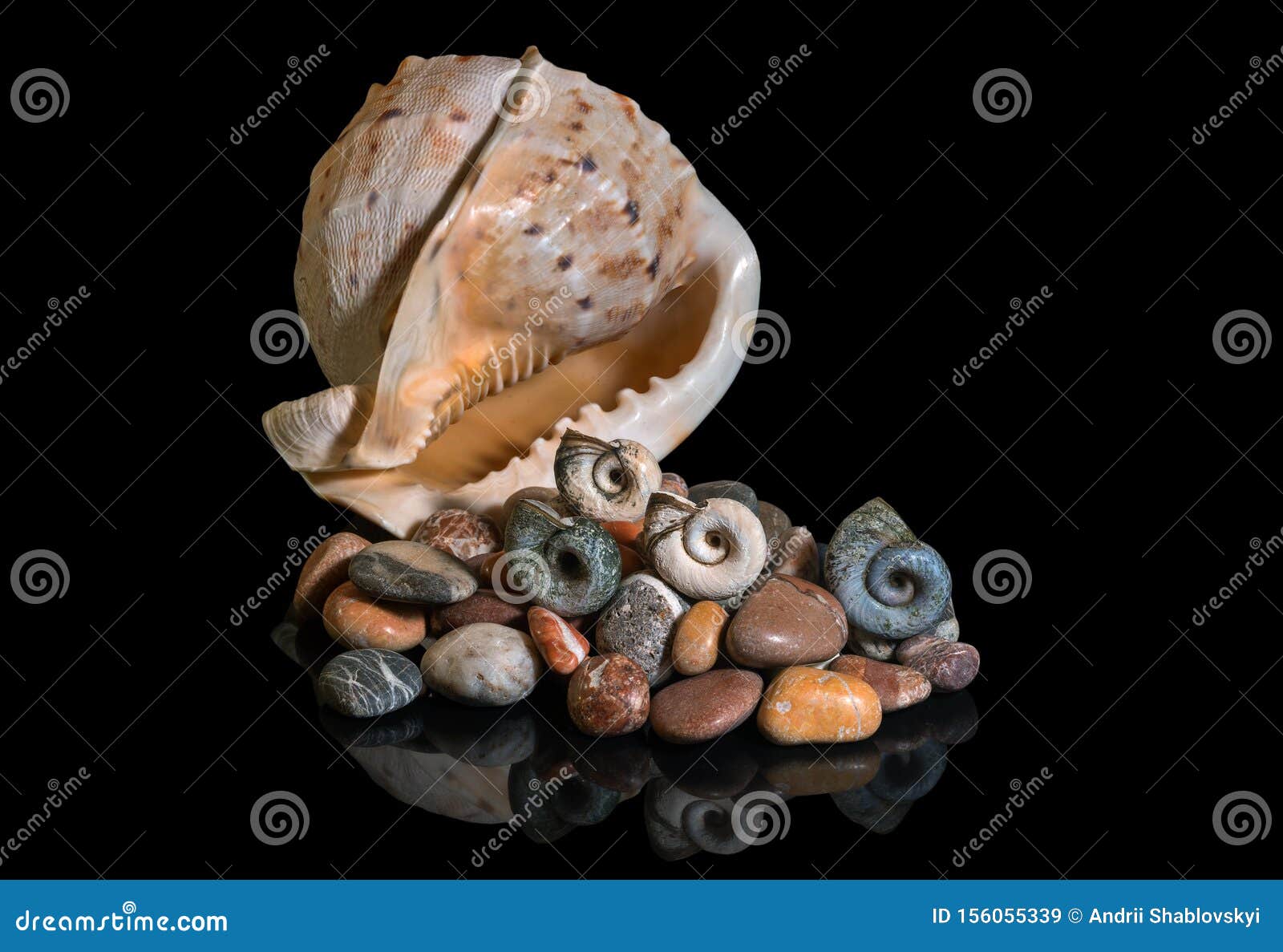 1,554 Old Sea Shell Isolated White Background Stock Photos - Free ...