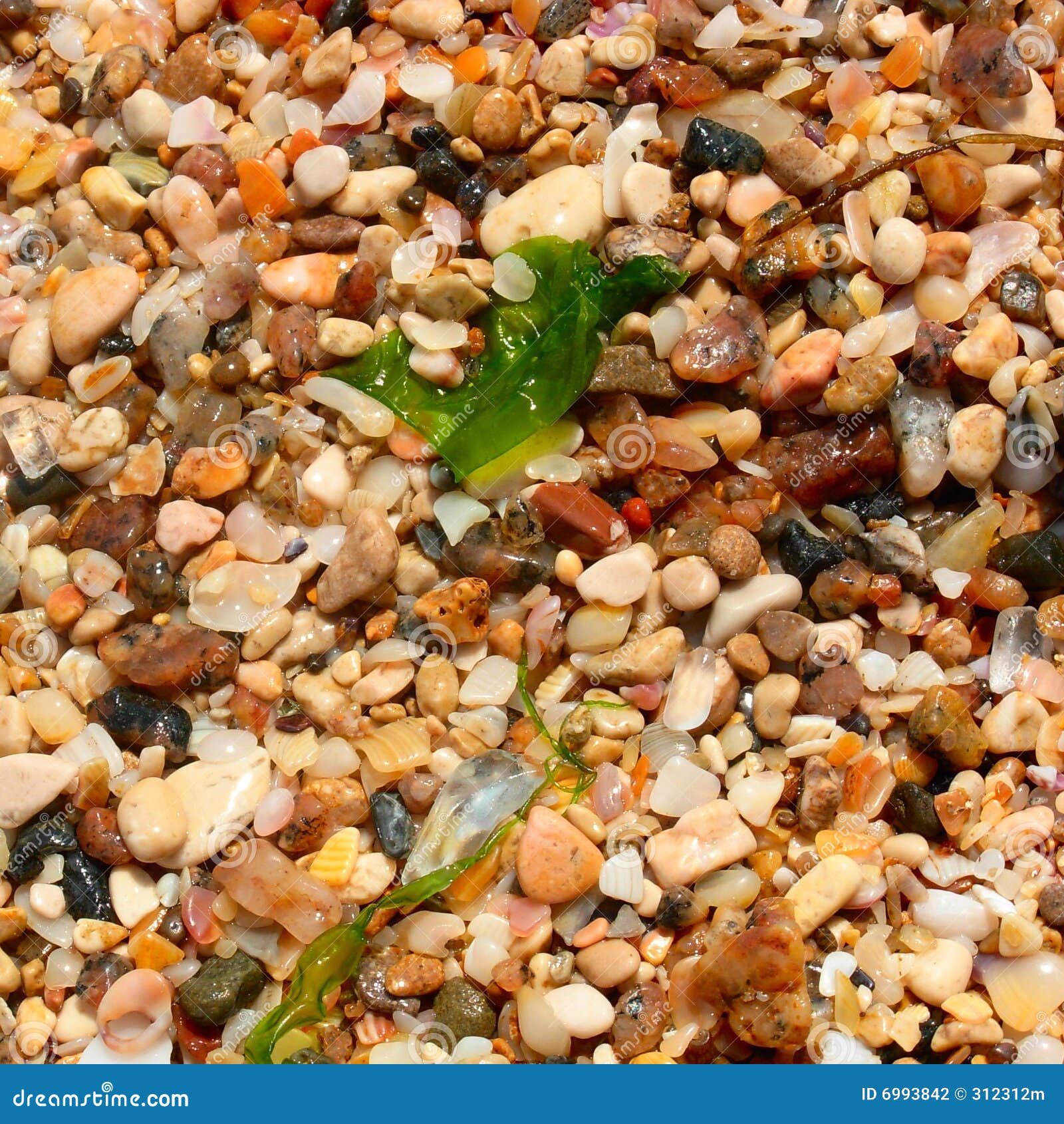 Sea stones and shells stock photo. Image of resort, ocean - 6993842