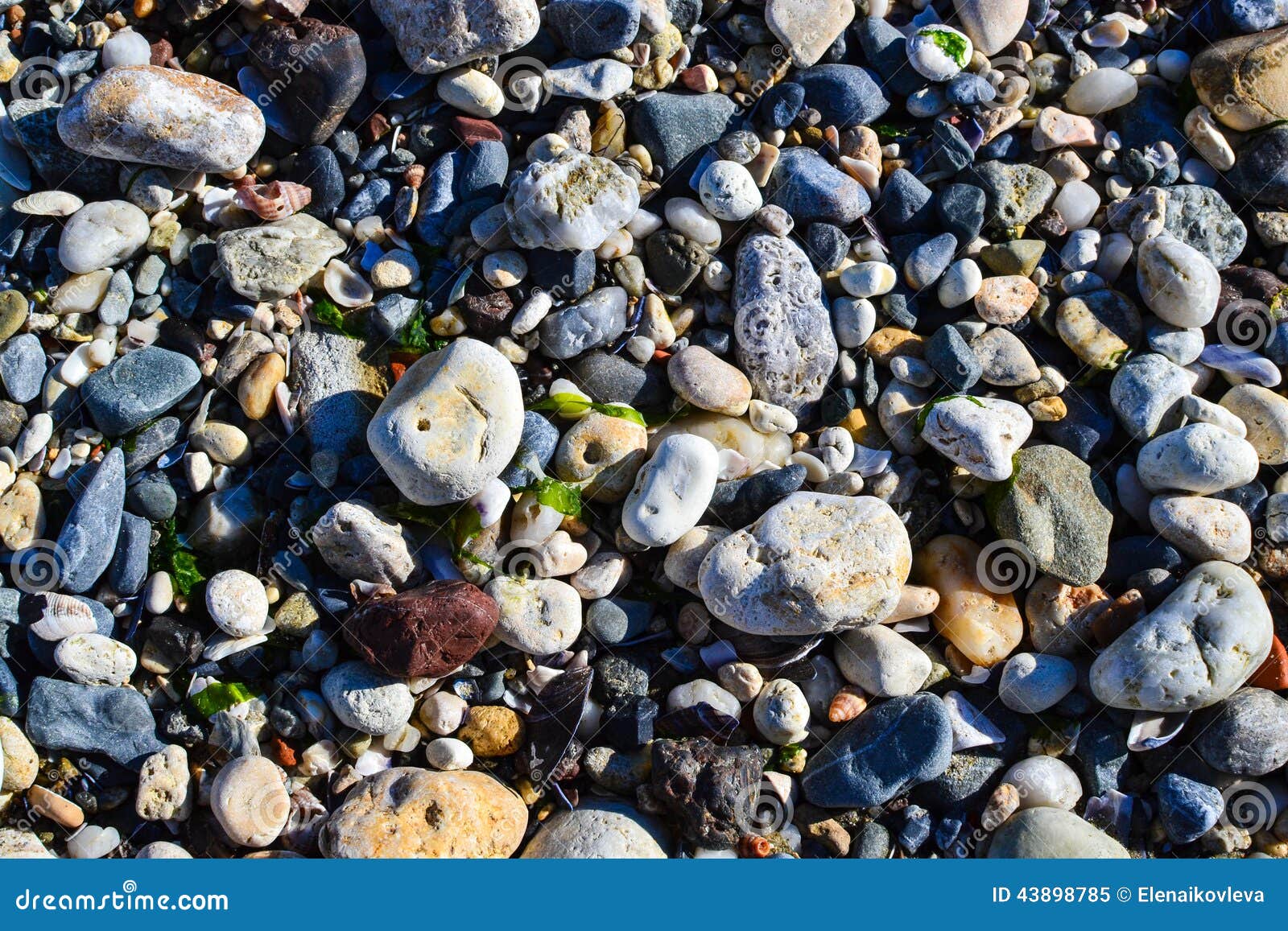Sea stones and shells stock image. Image of beautiful - 43898785