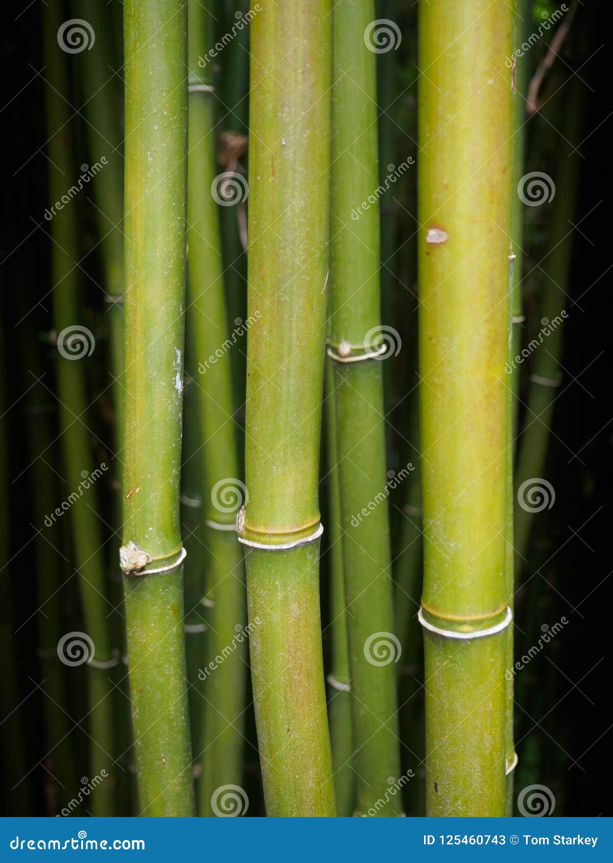 Vertical Bamboo Stems stock image. Image of fresh, sturdy - 125460743