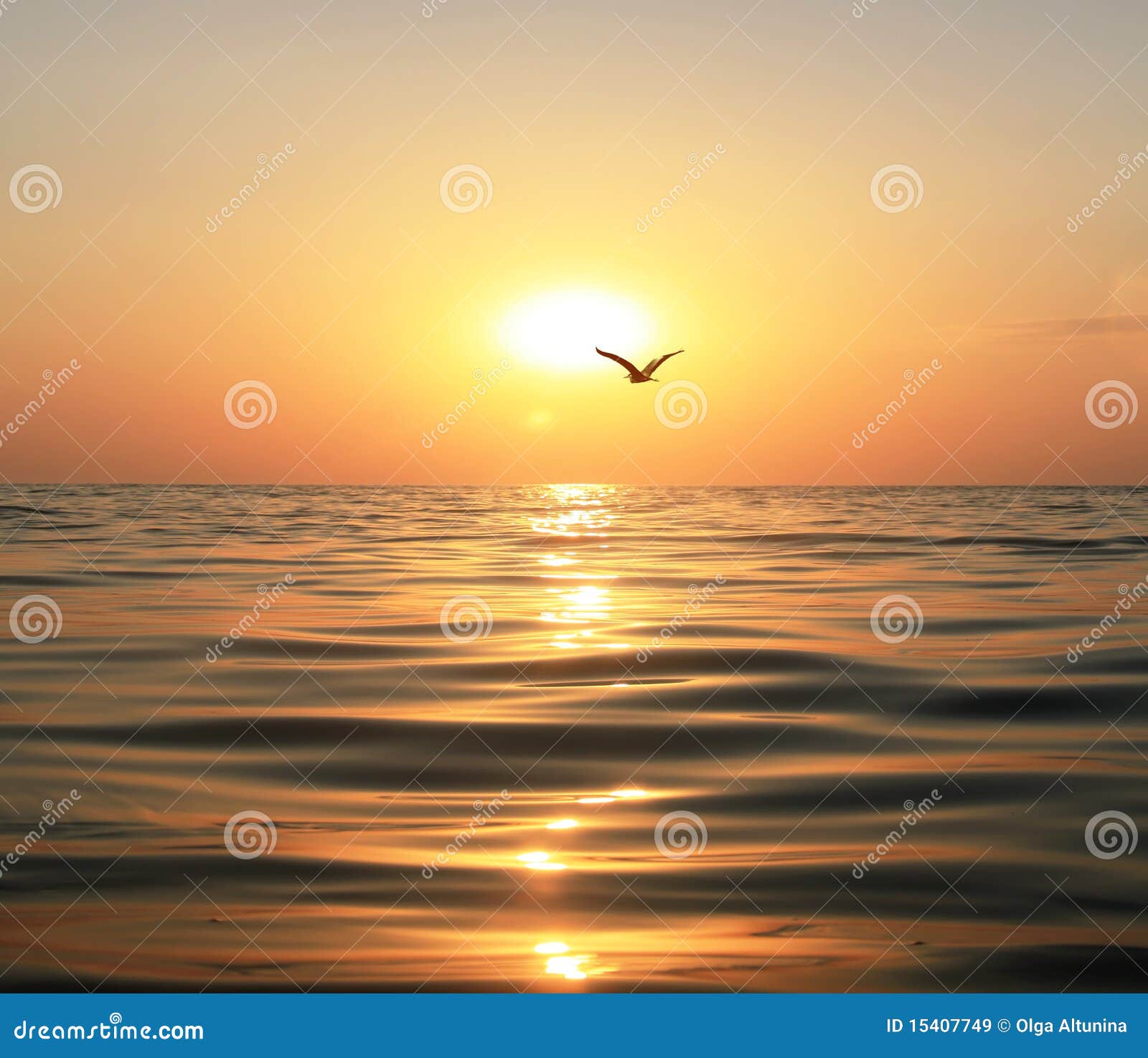 Sea, sunset and seagull stock image. Image of shining - 15407749
