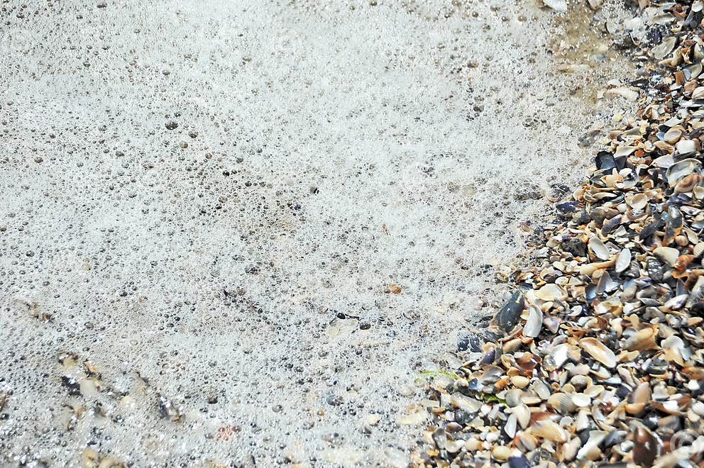 Sea surf and shell stock image. Image of invertebrate - 86545675