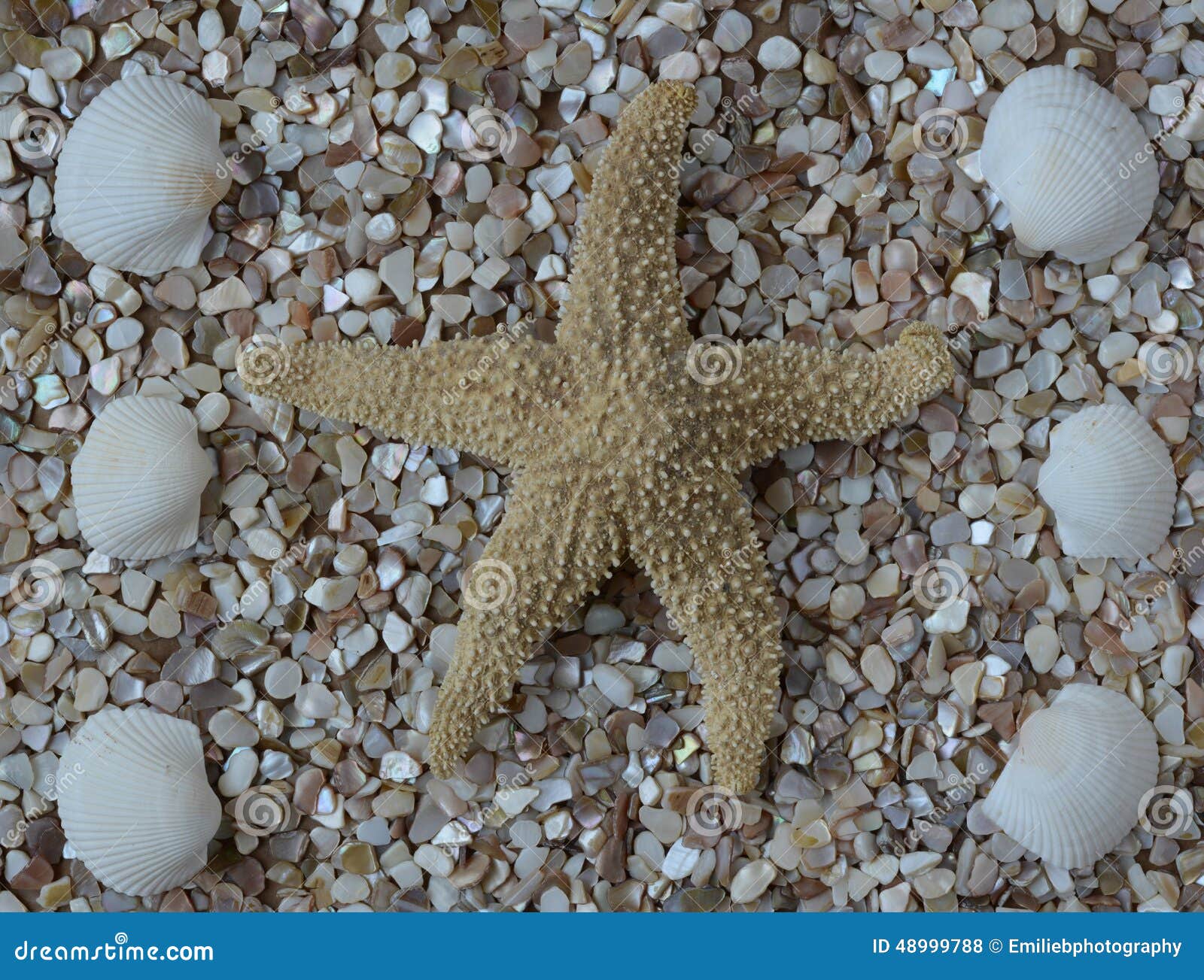 Sea Themed Background with Decorative Shell Design Stock Photo - Image ...