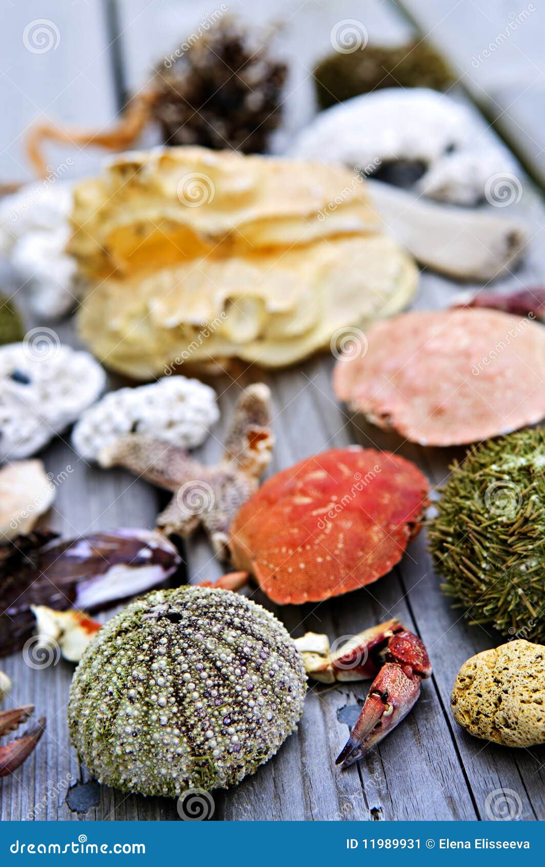 Sea treasures stock image. Image of crab, newfoundland - 11989931