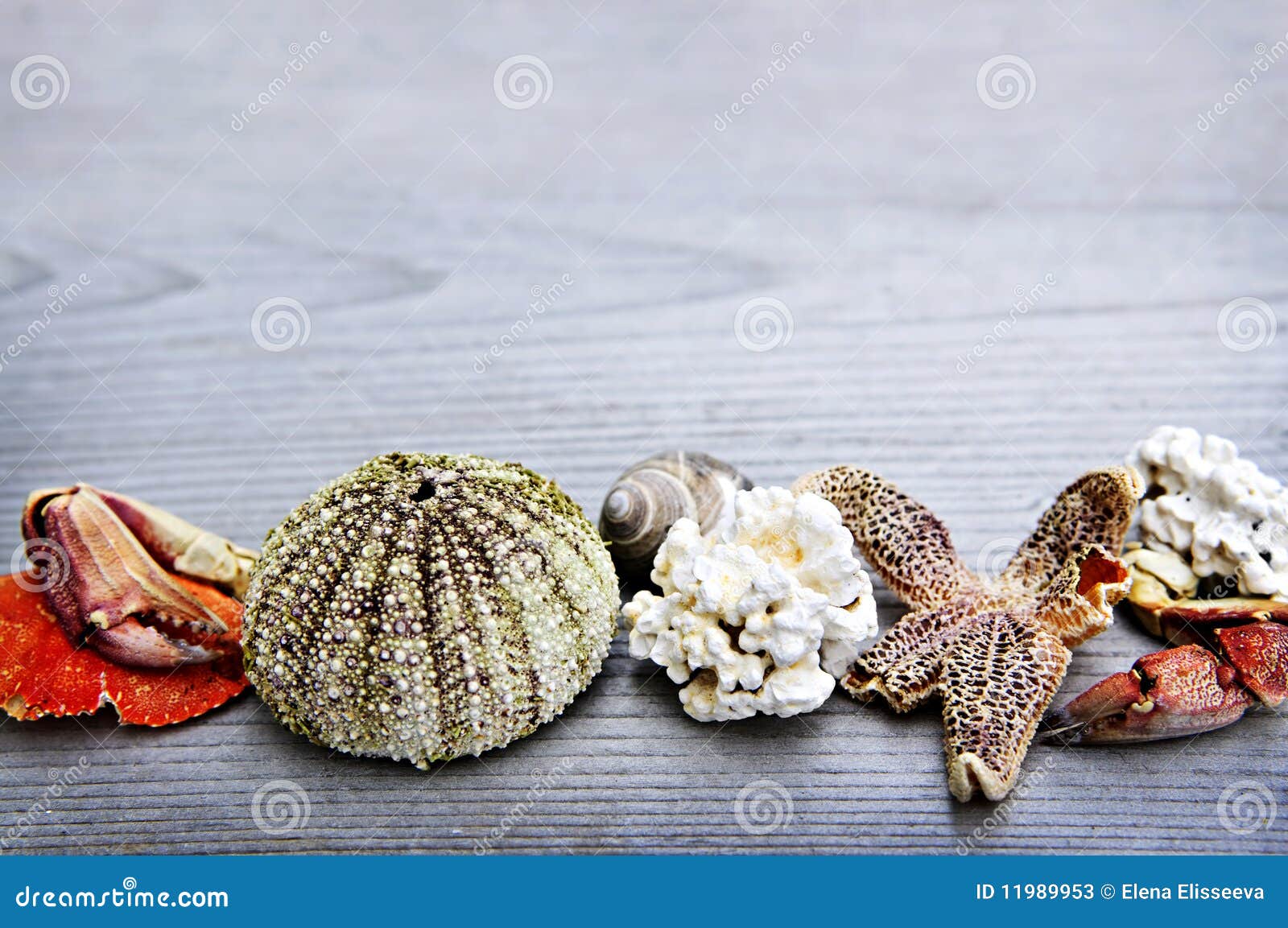 Sea treasures stock image. Image of shell, exotic, coral - 11989953