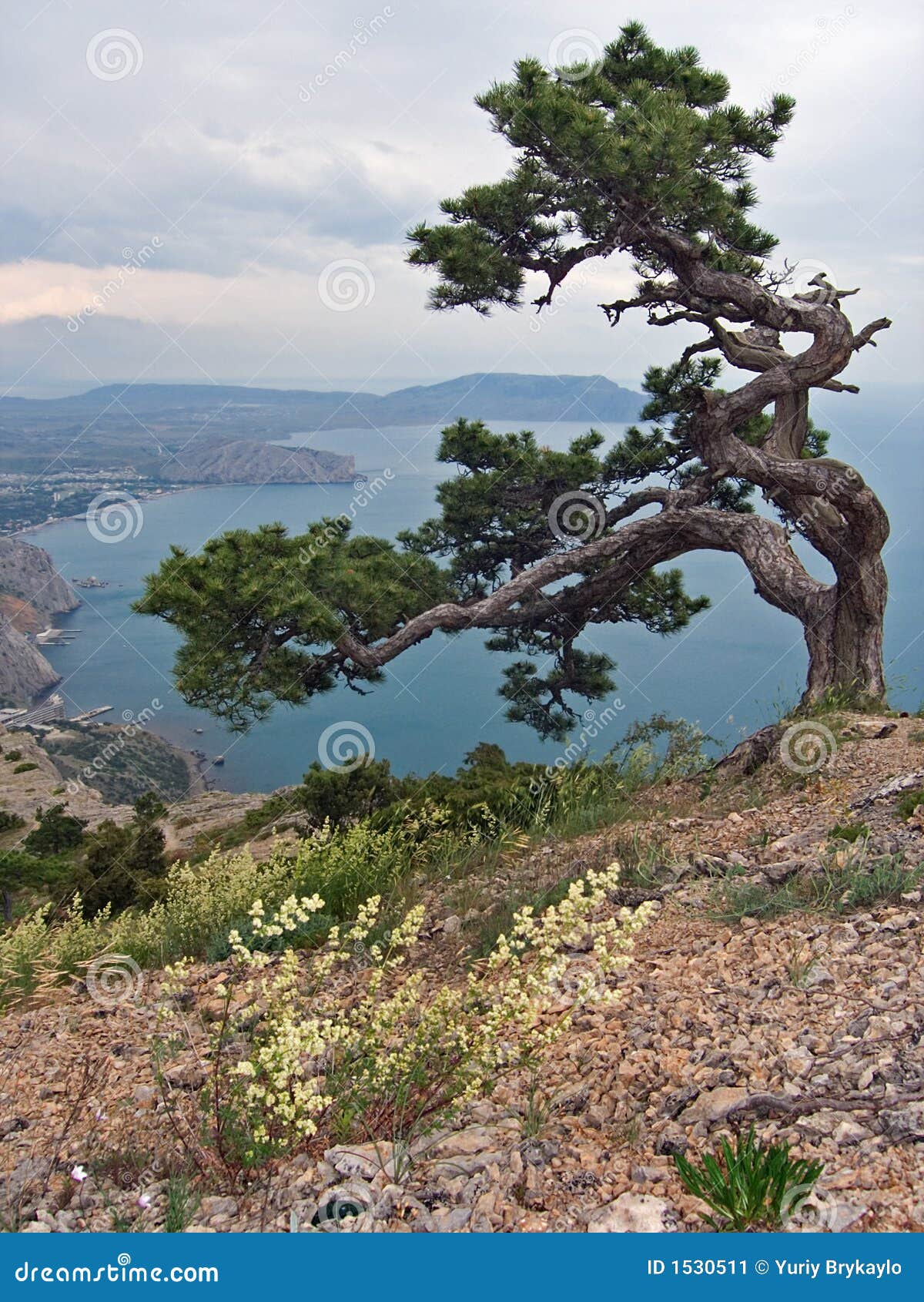 Sea and tree stock image. Image of rocky, season, green - 1530511