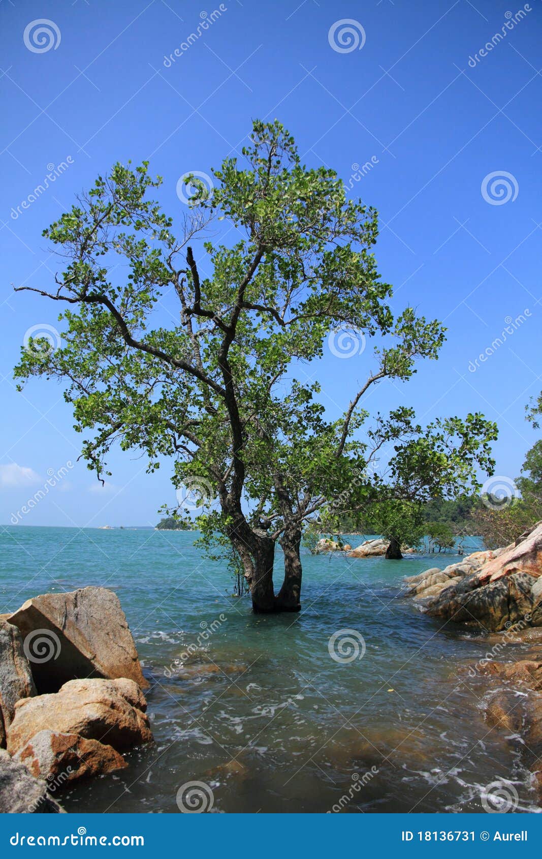 Sea and tree stock image. Image of leaves, beautiful - 18136731